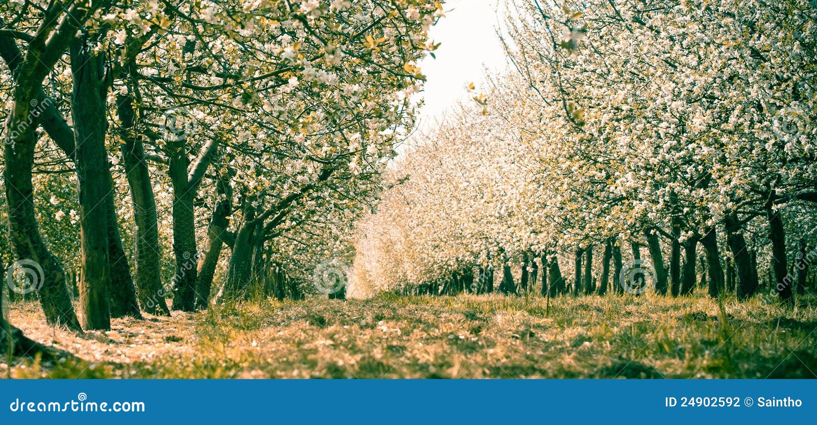 Amazing Panoramic Orchard with Flowers Stock Photo - Image of tree ...