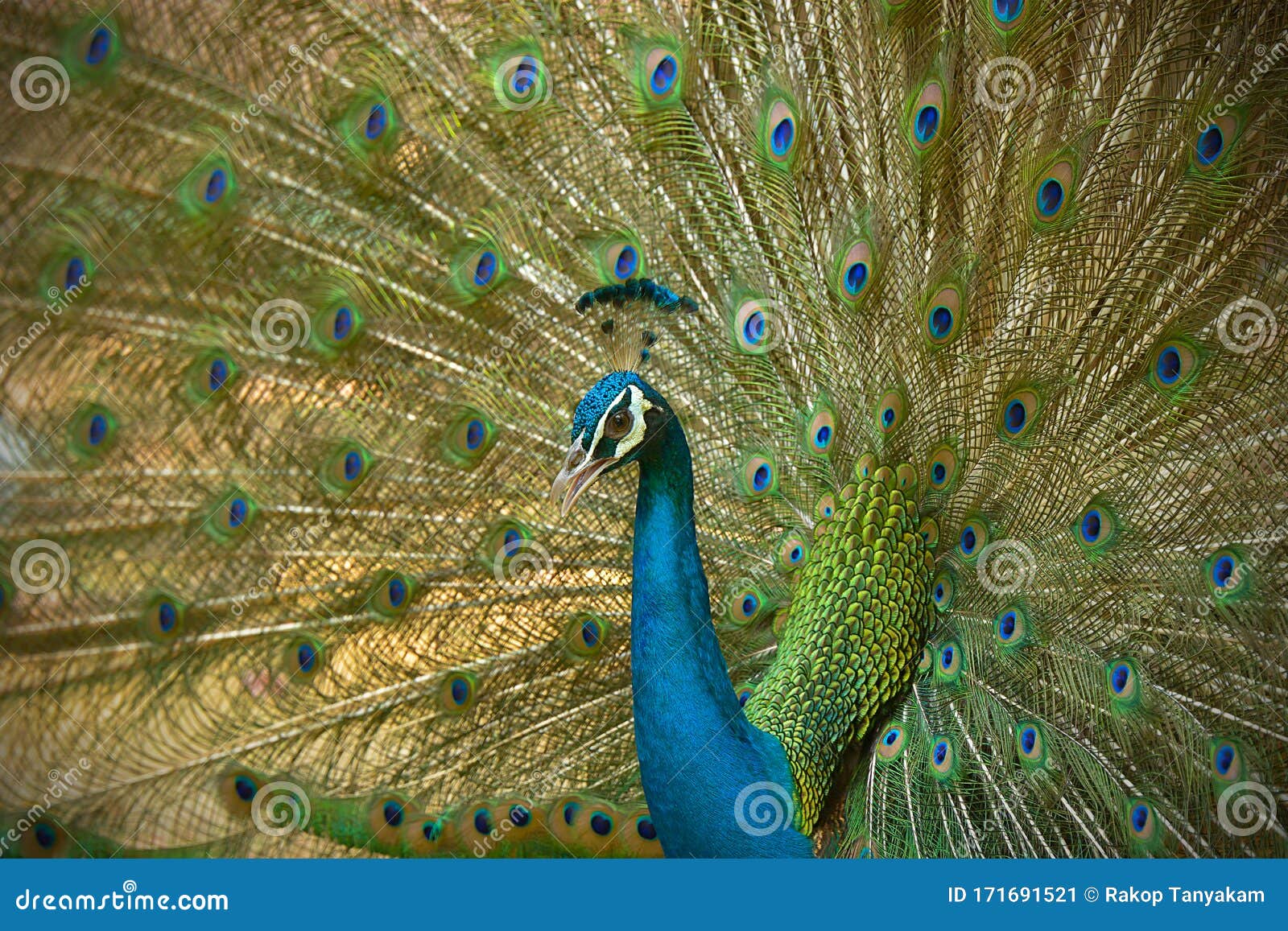 Amazing Peacock Beautiful Colorful Bird Feather Abstract Natural Background Beauty Of Wild