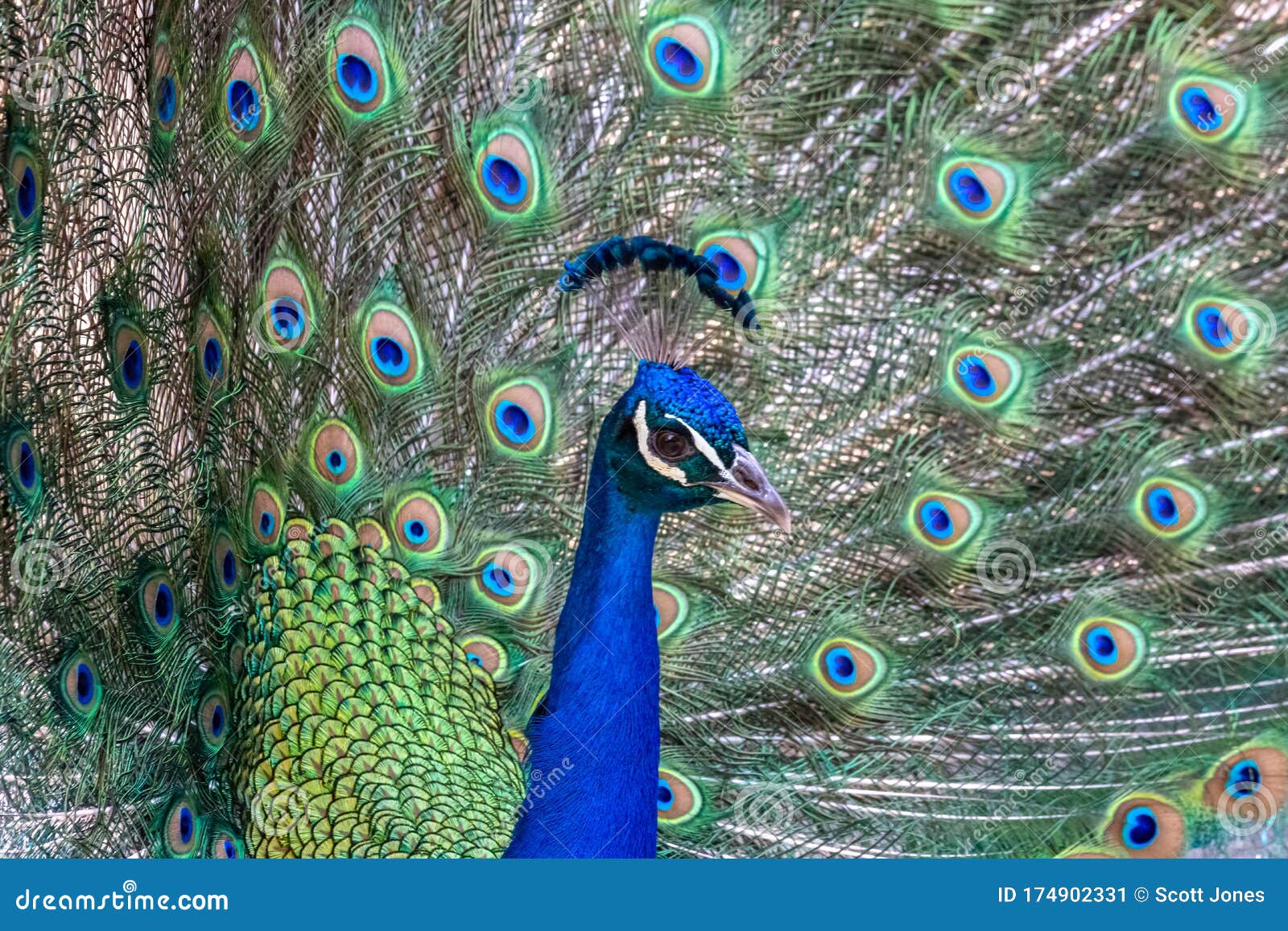 Amazing Peacock Plumage Stock Image Image Of Bird Display 174902331