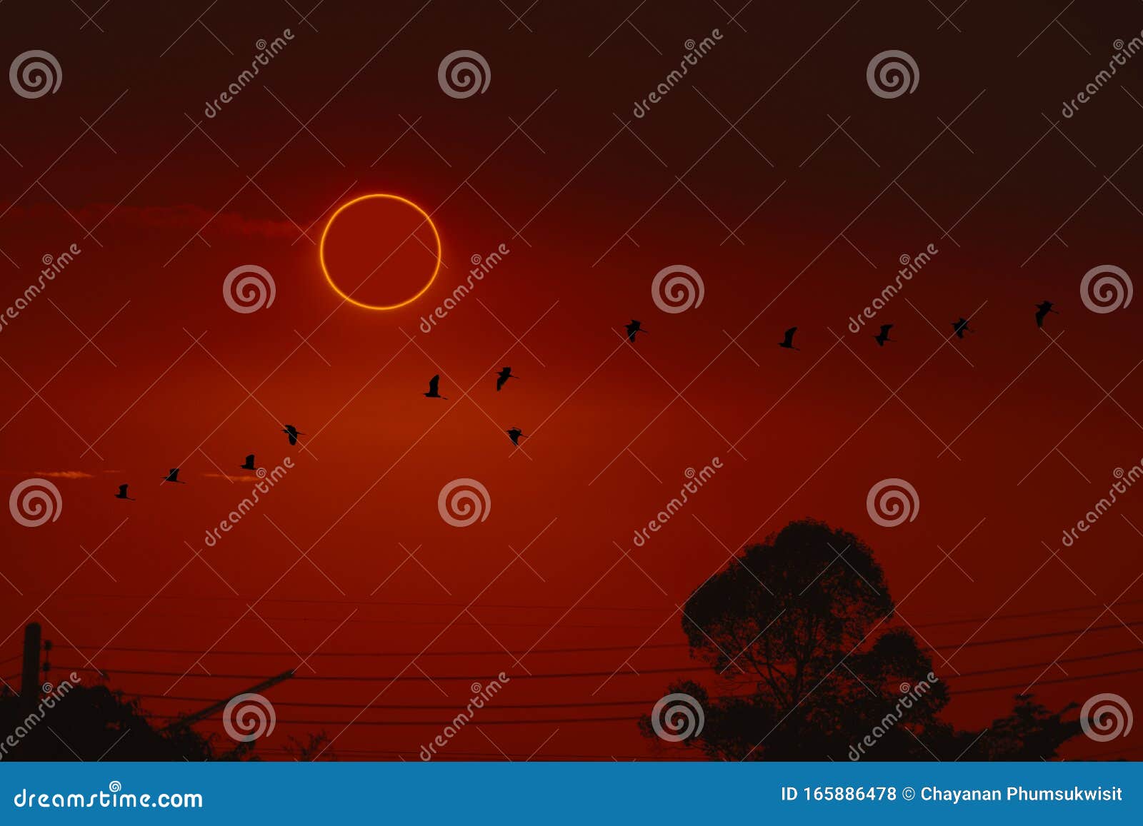 Amazing Phenomenon of Total Sun Eclipse Over Silhouette Birds Flying on ...