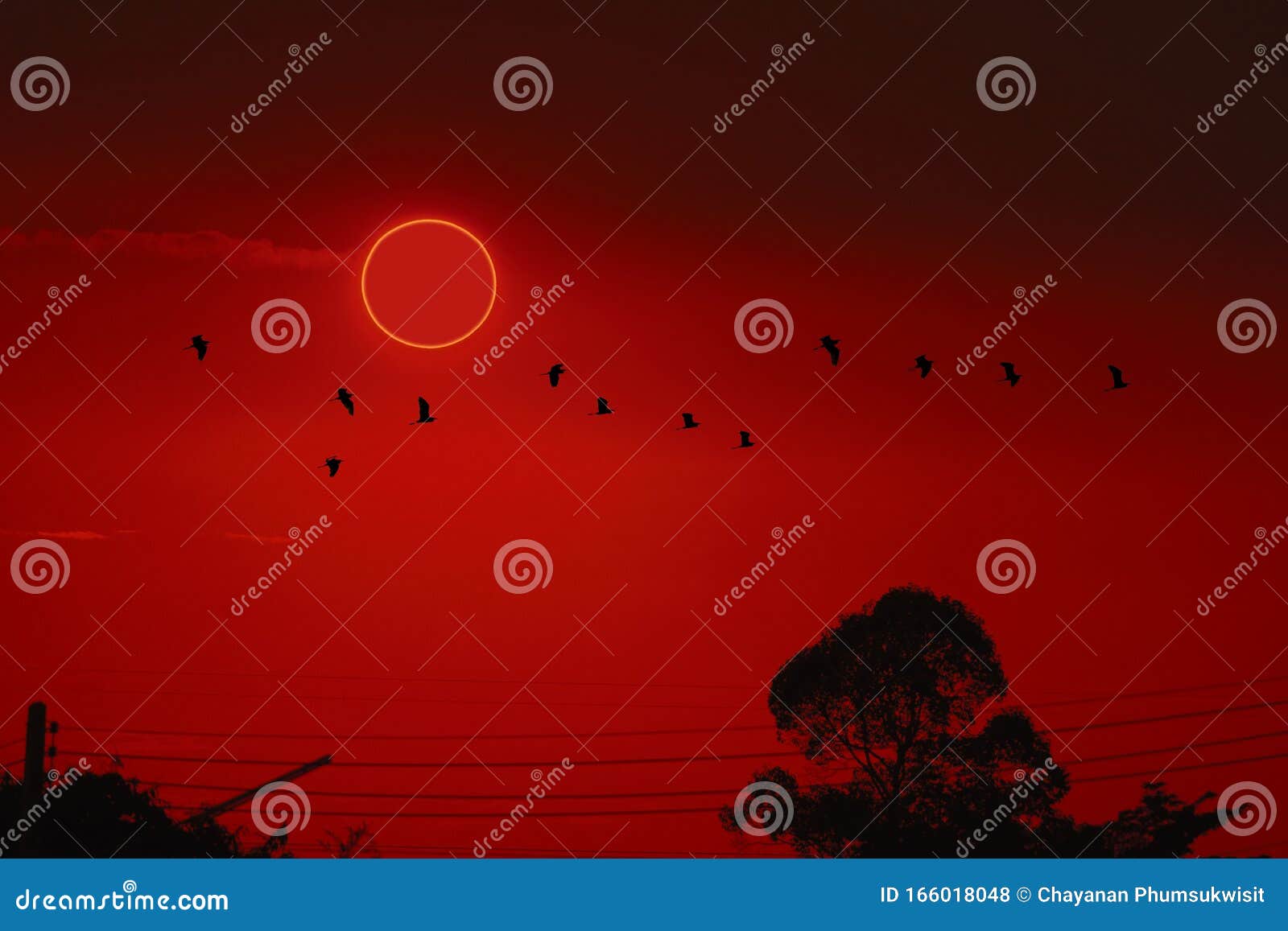 Amazing Phenomenon of Total Sun Eclipse Over Silhouette Birds Flying on ...