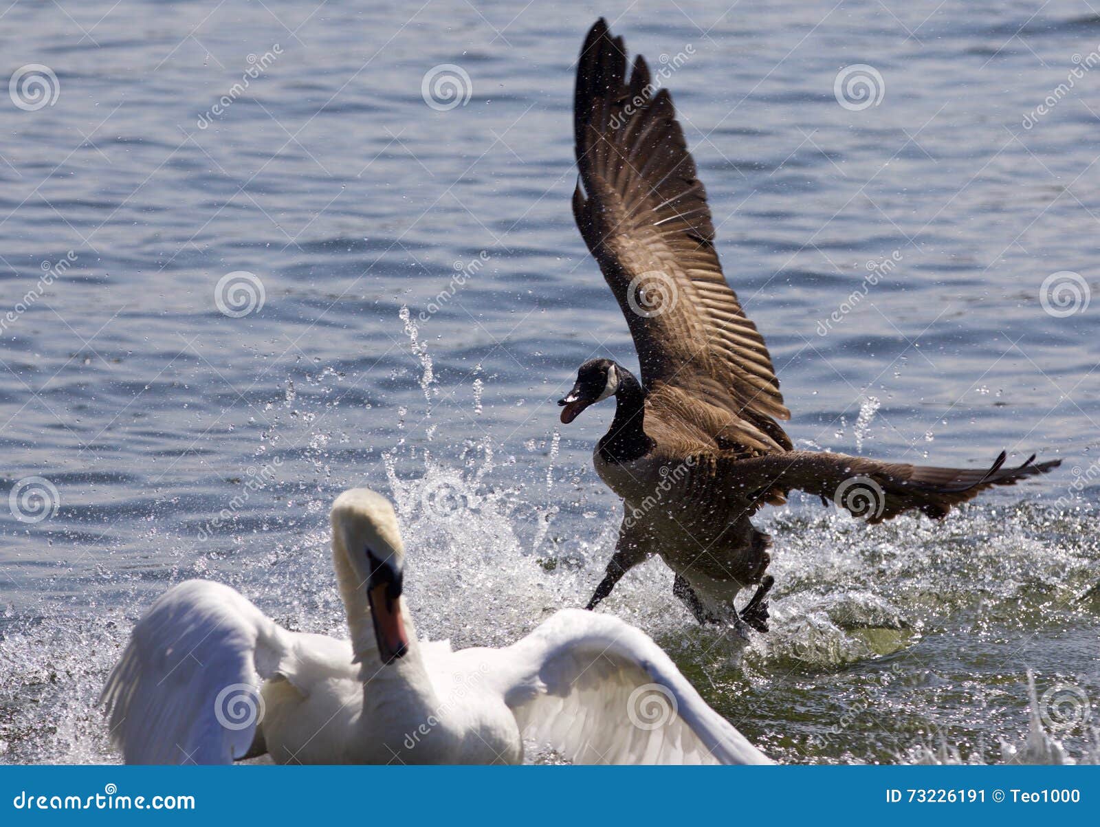 Amazing Photo of the Canada Goose Chasing the Swan Stock Image - Image ...