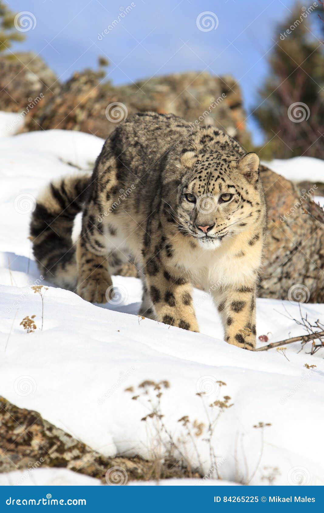 Amazing Photograph of Stalking Snow Leopard Stock Image - Image of ...