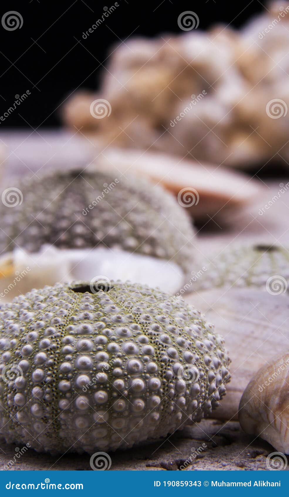 Amazing Photography of Unique Sea Urchin Shells. Stock Image - Image of ...