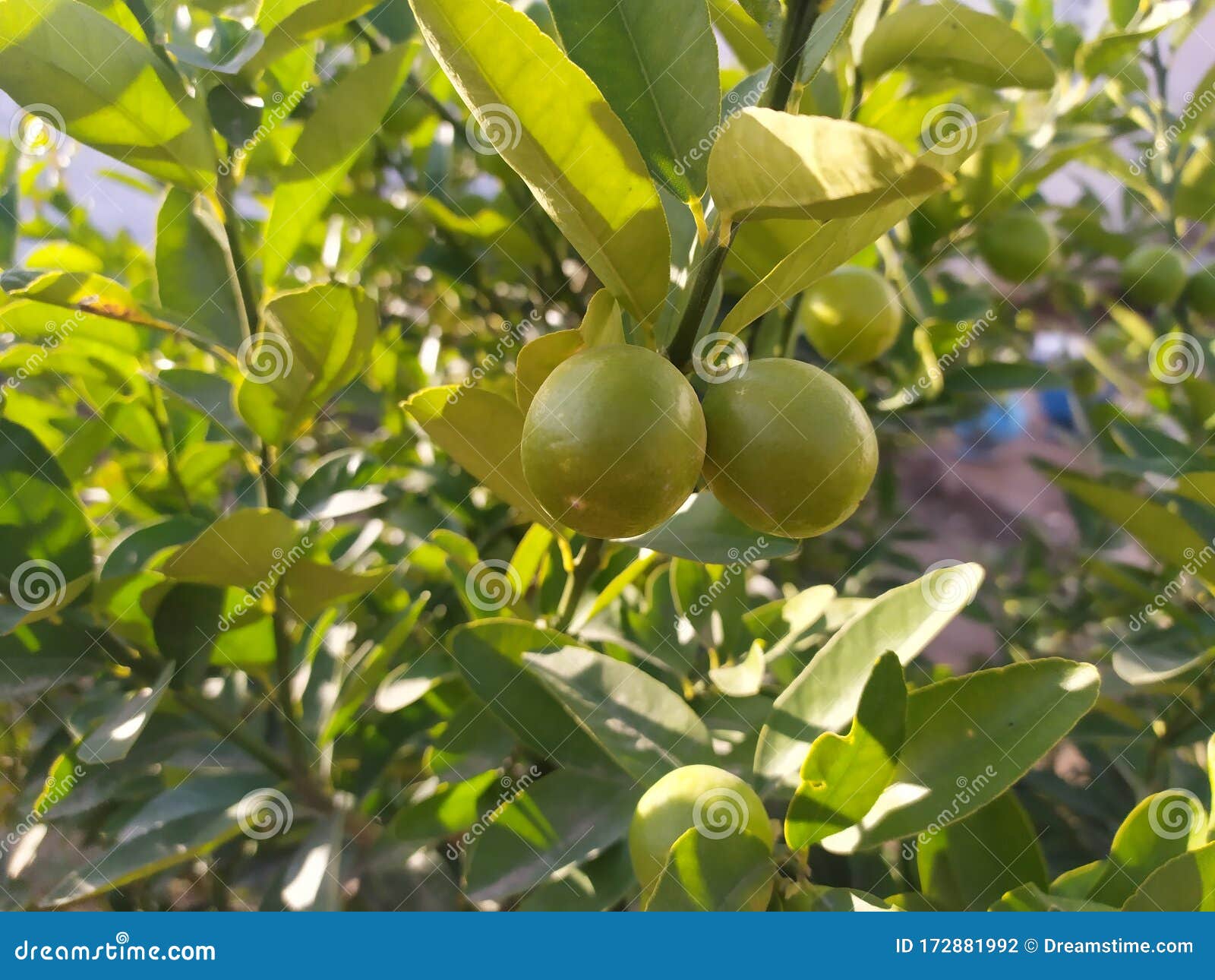 Amazing Pic of Lemon Tree the Pure Nature Stock Photo - Image of tree ...