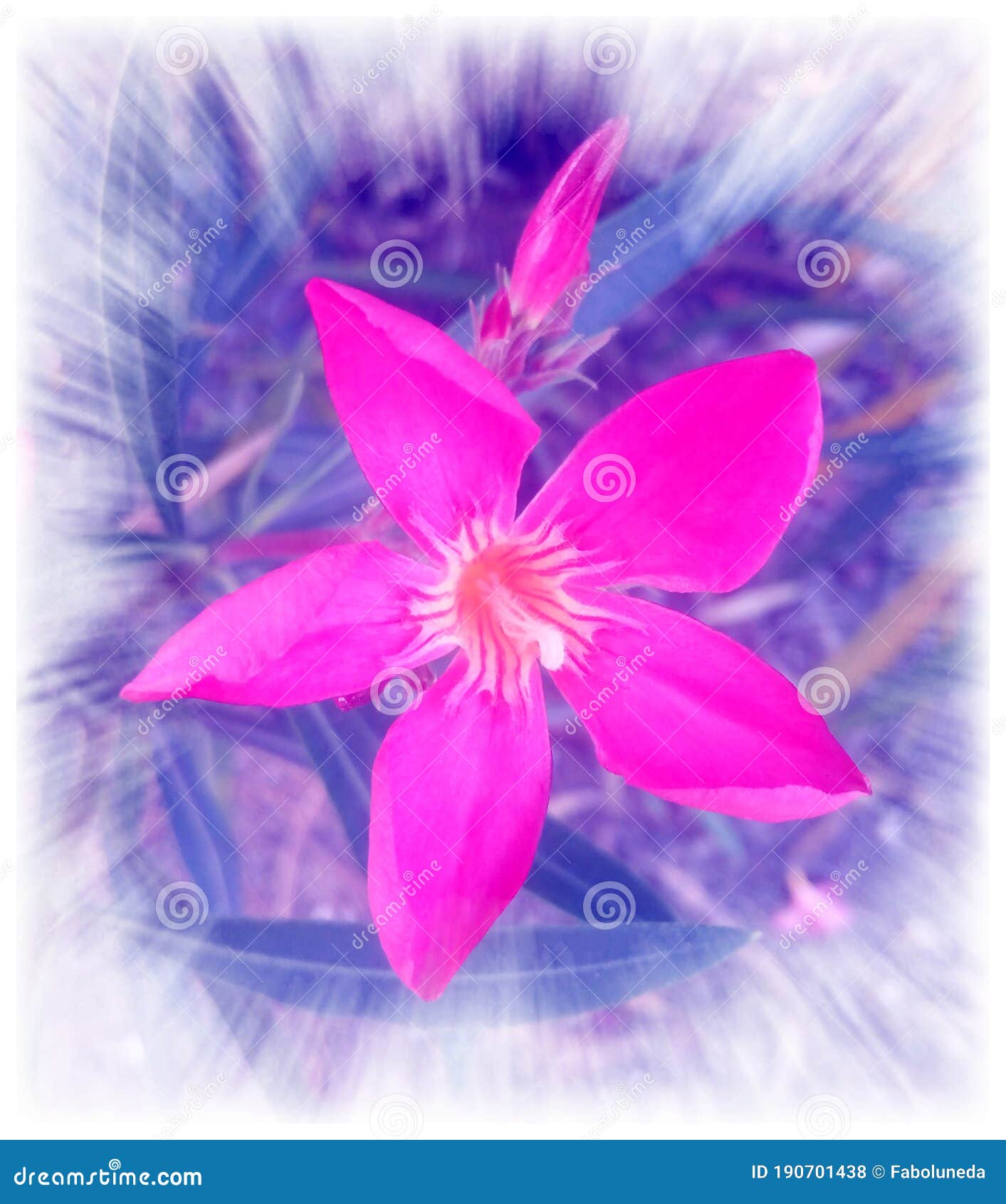 Magical flower! stock photo. Image of blue, nature, white - 190701438