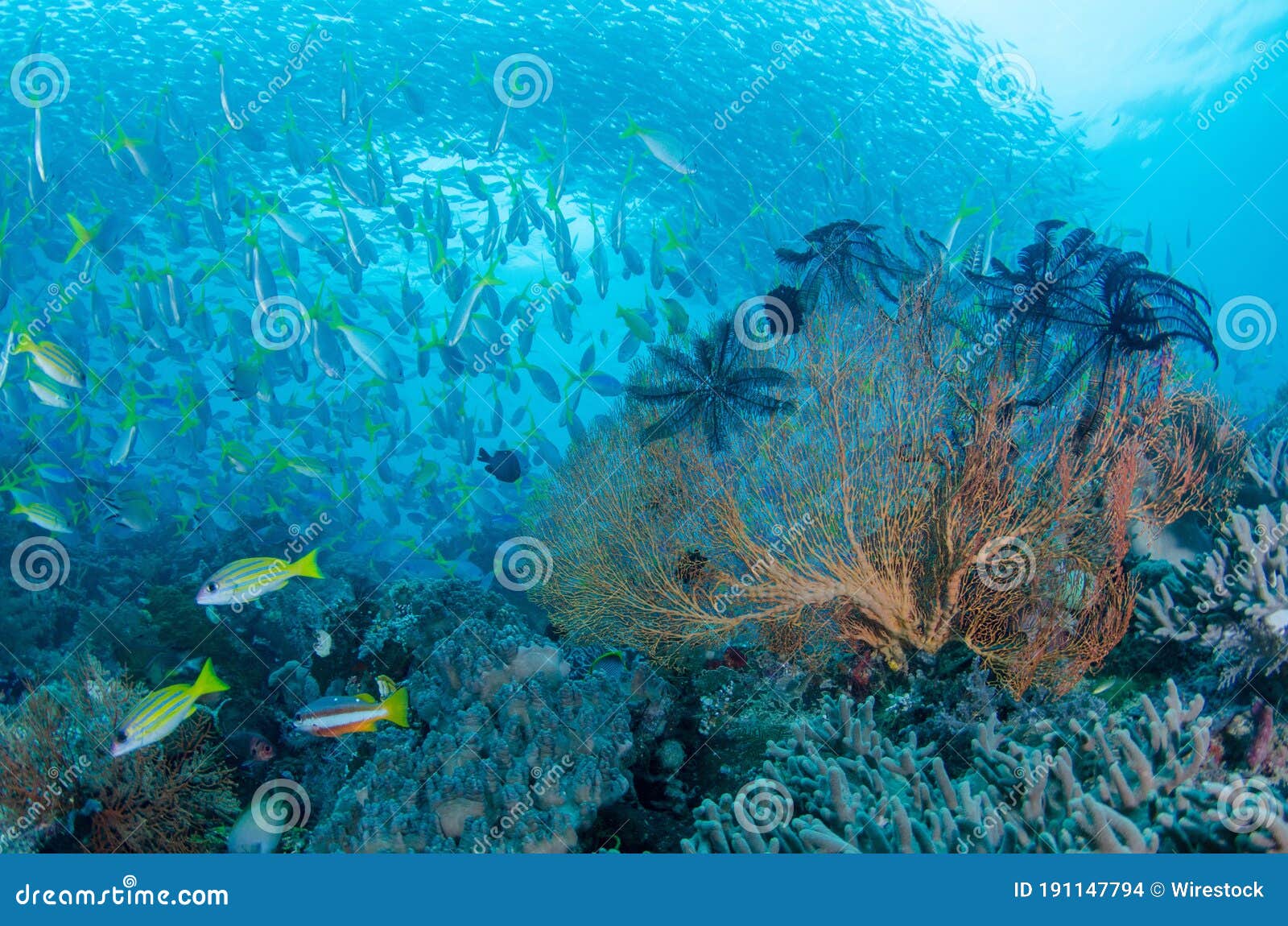 Amazing Picture of a Flock of Fish in the Sea Stock Photo - Image of ...
