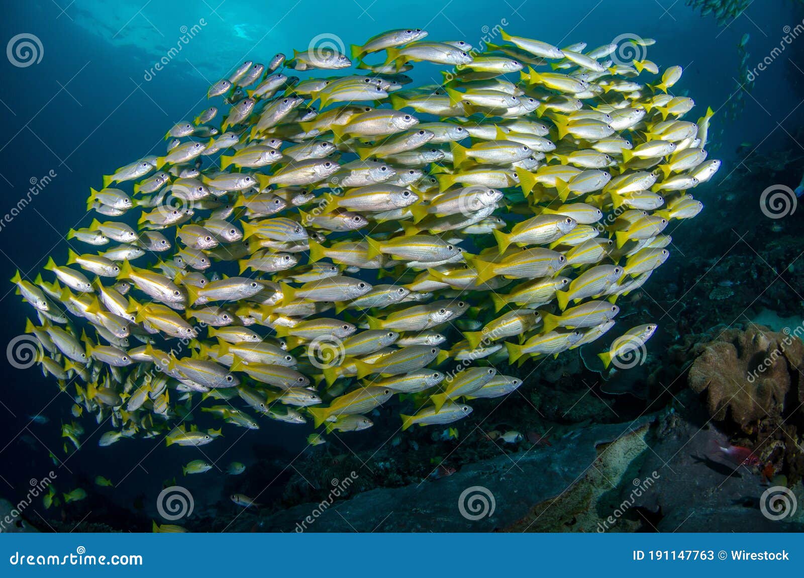 Amazing Picture of a Flock of Tropical Fish Stock Image - Image of ...