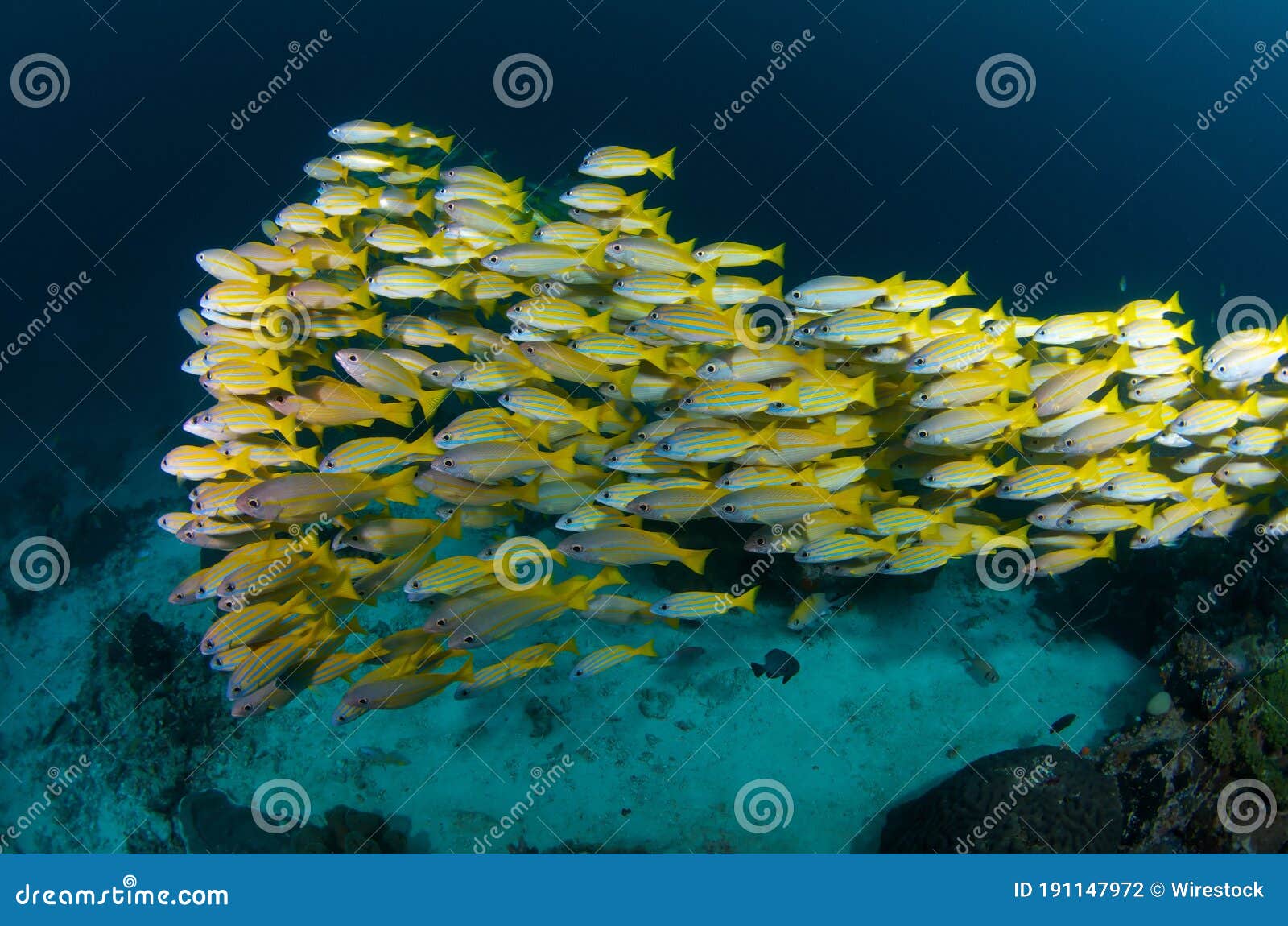Amazing Picture of a Flock of Tropical Fish Stock Photo - Image of ...