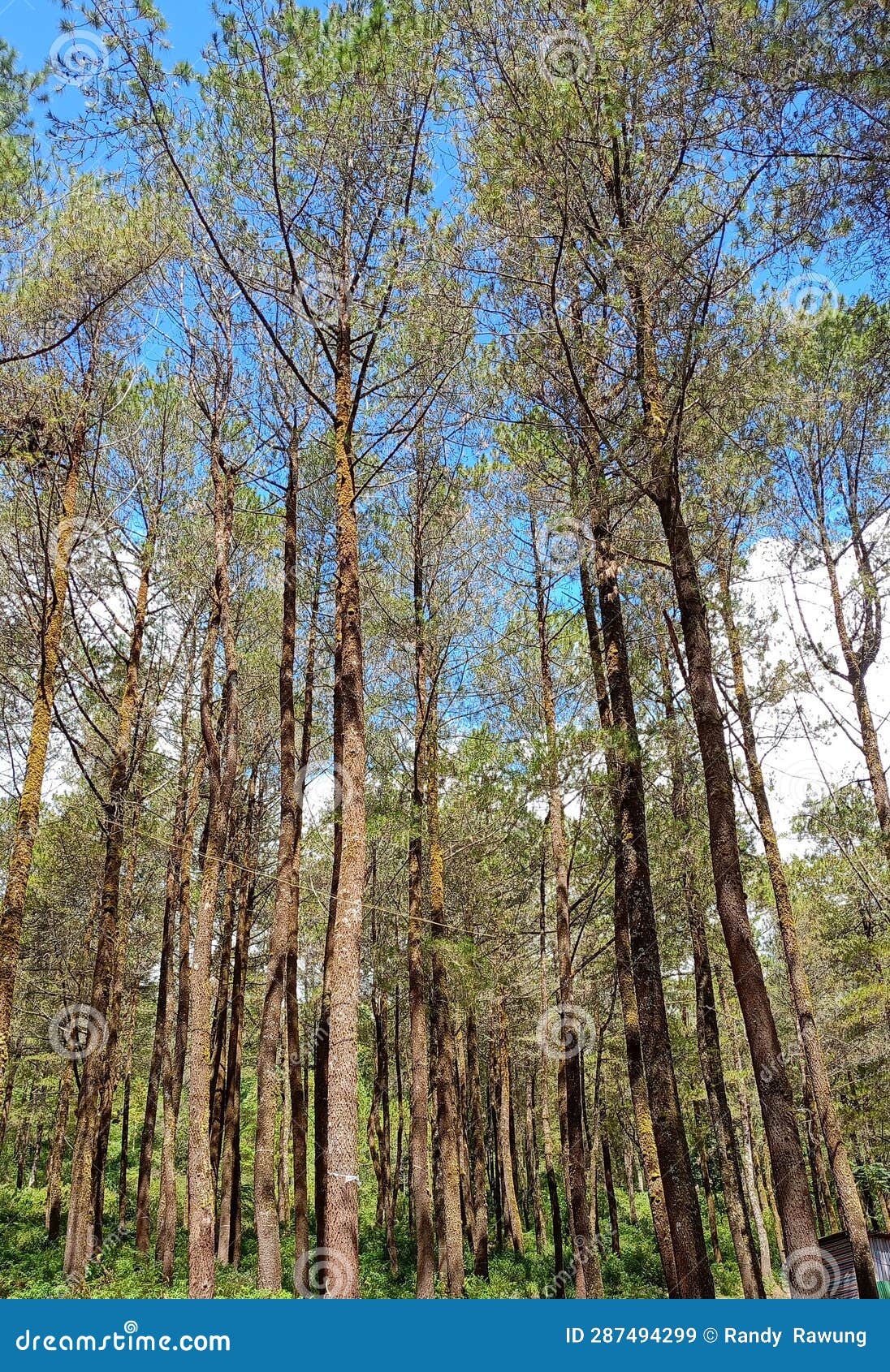 Amazing Pine Forrest for Camp at Lembanna, Malino Stock Image - Image ...