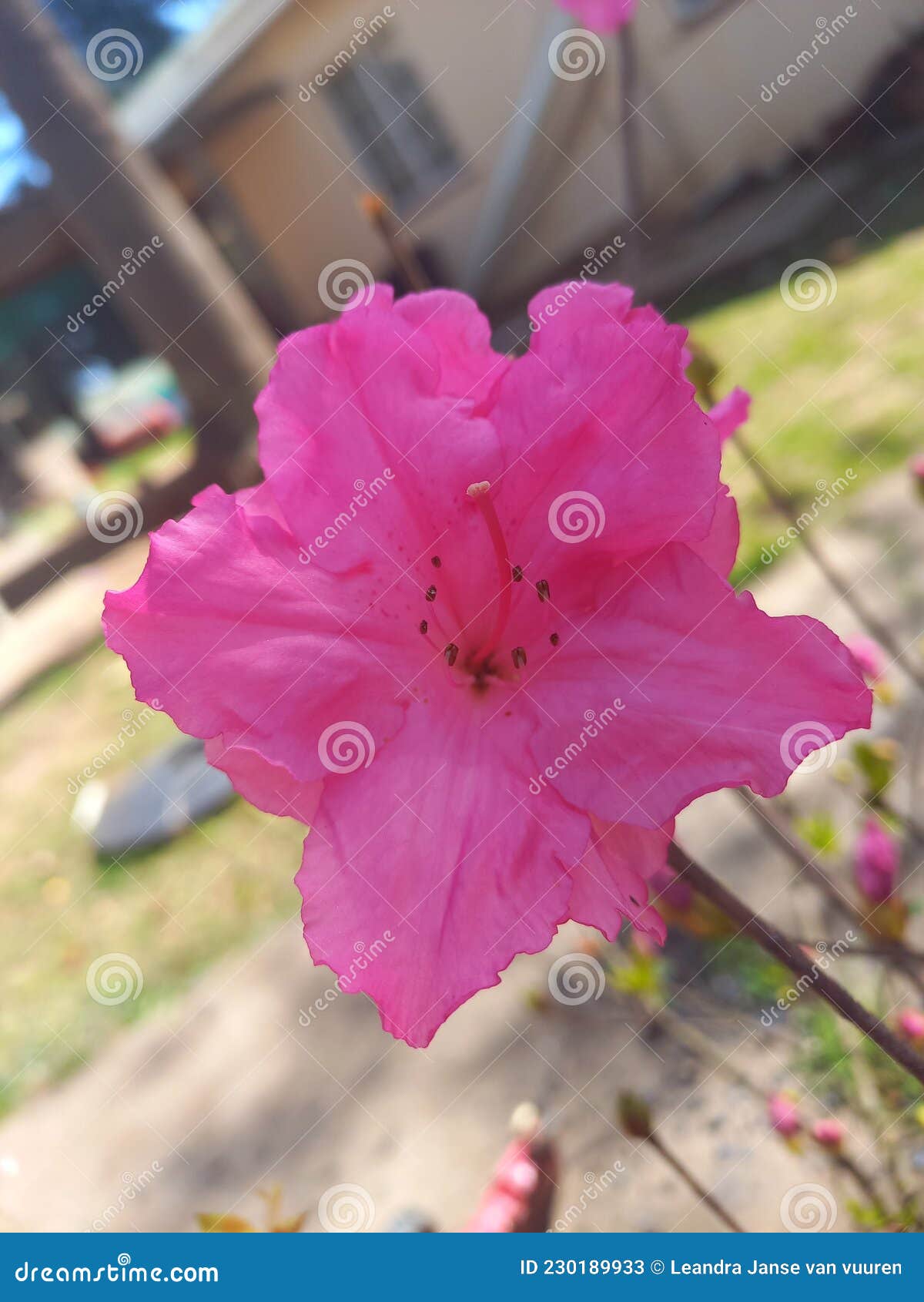 Amazing pink flower stock image. Image of flowerprett - 230189933