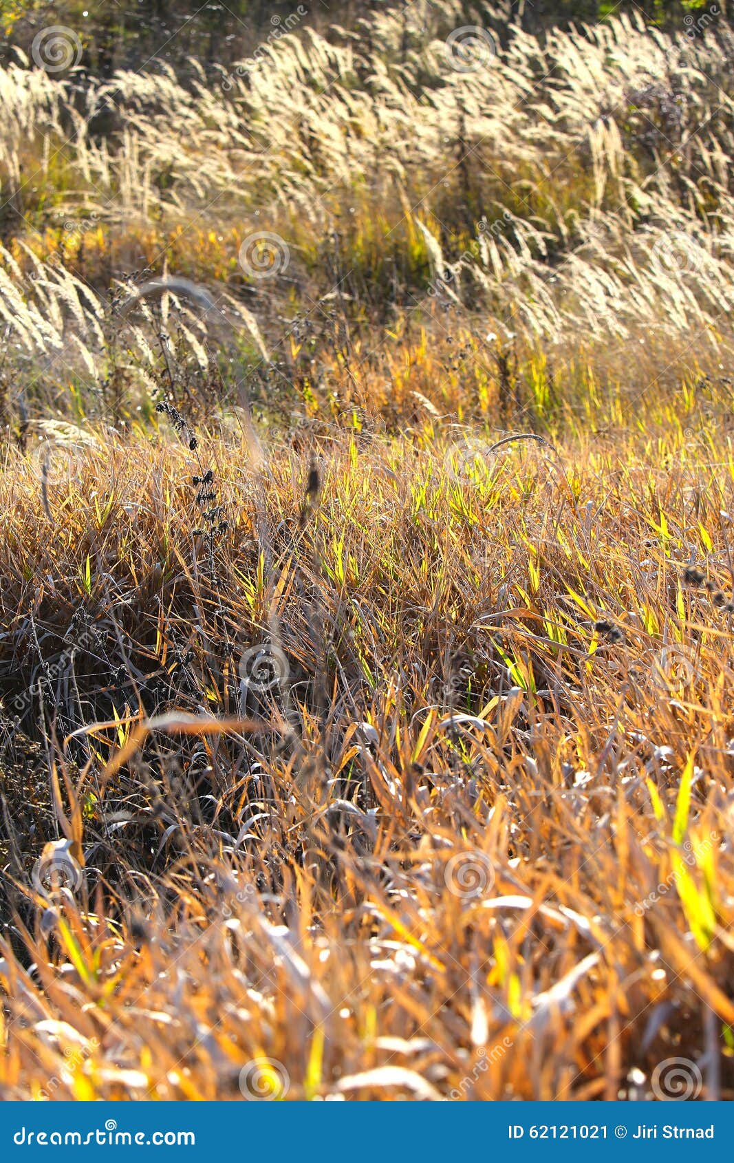 Amazing Plants Around Us in Nature Stock Image - Image of grass, plants ...