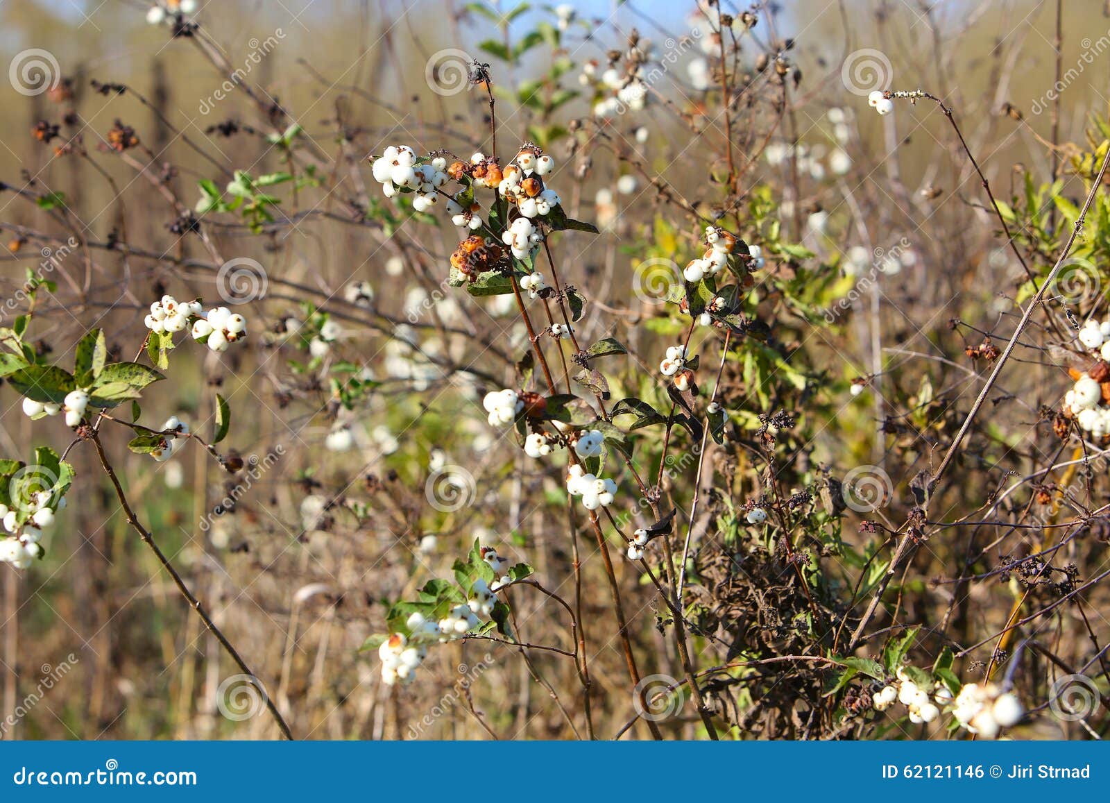Amazing Plants Around Us in Nature Stock Photo - Image of amazing ...