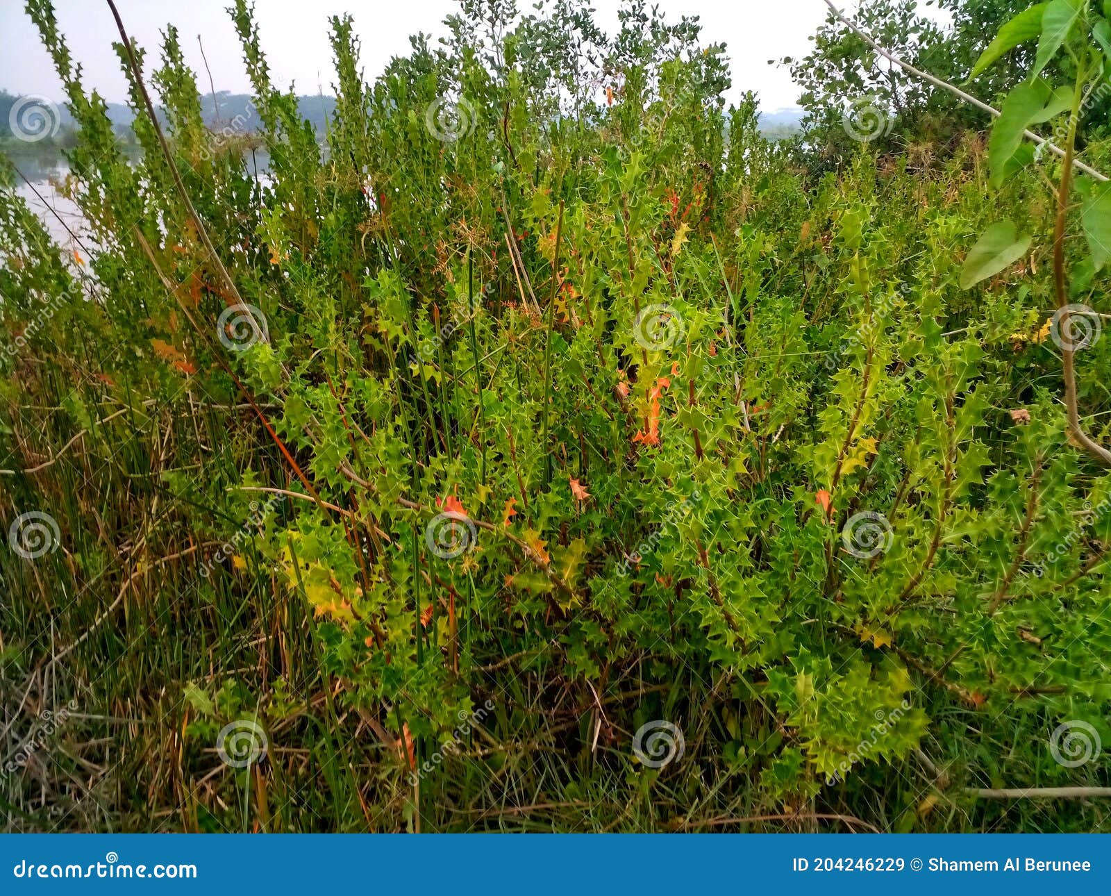 Amazing Plants on the River Side Stock Image - Image of spruce, forest ...