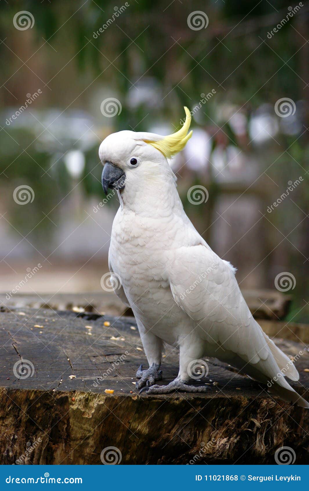 Wild Cockatoo Birds In A Gum Tree With Some Hanging Upside Down Like ...