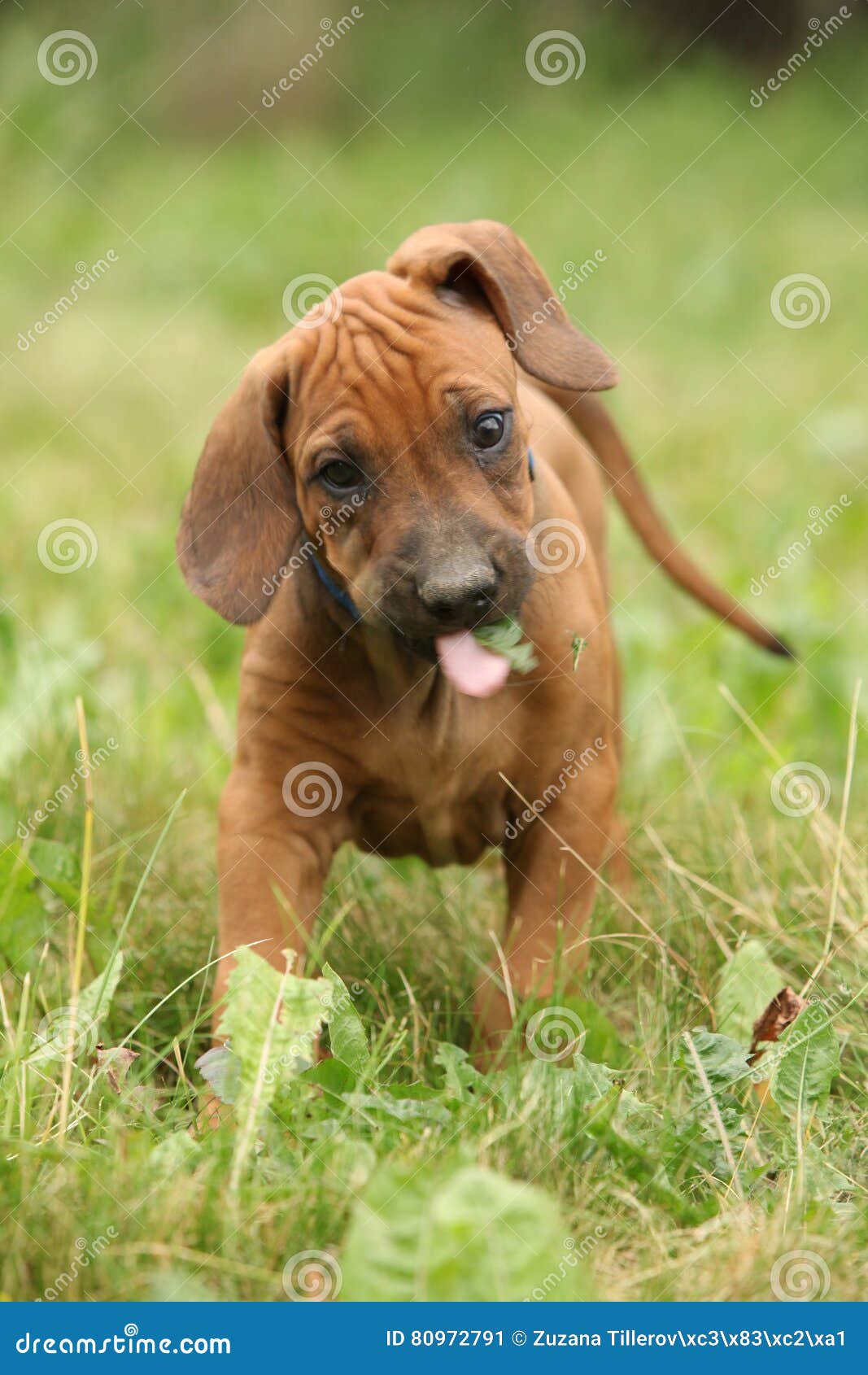 Amazing Puppy of Rhodesian Ridgeback in the Garden Stock Image - Image ...