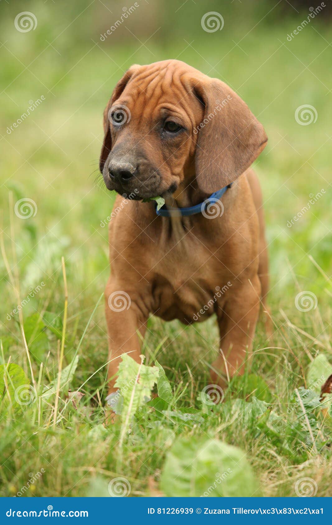Amazing Puppy of Rhodesian Ridgeback in the Garden Stock Image - Image ...