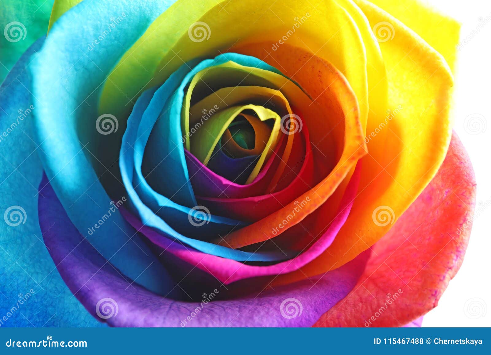 Amazing Rainbow Rose Flower Stock Photo - Image of multicolor, event ...