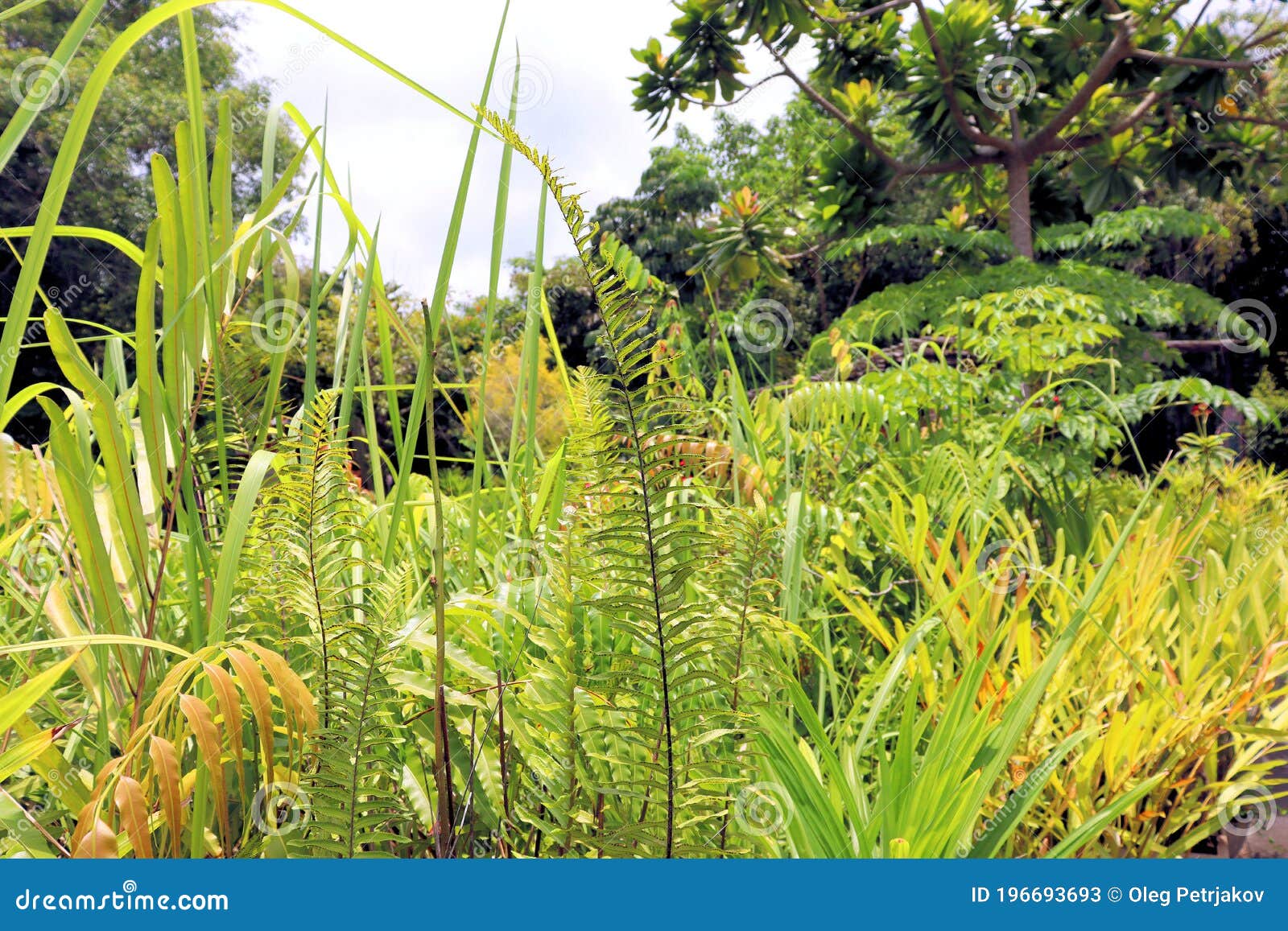 Amazing Rainforest Plants Leafy Background Stock Image - Image of home ...