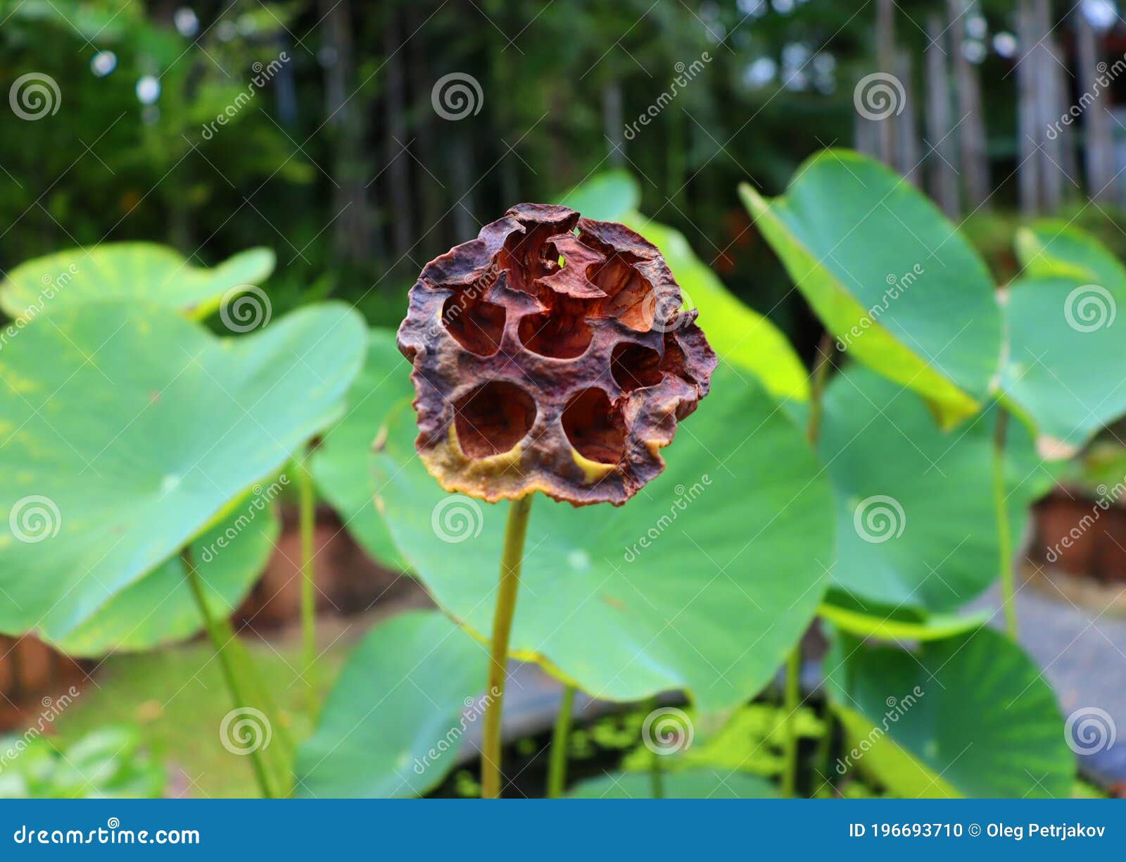 Amazing Rainforest Plants Leafy Background Stock Photo - Image of ...