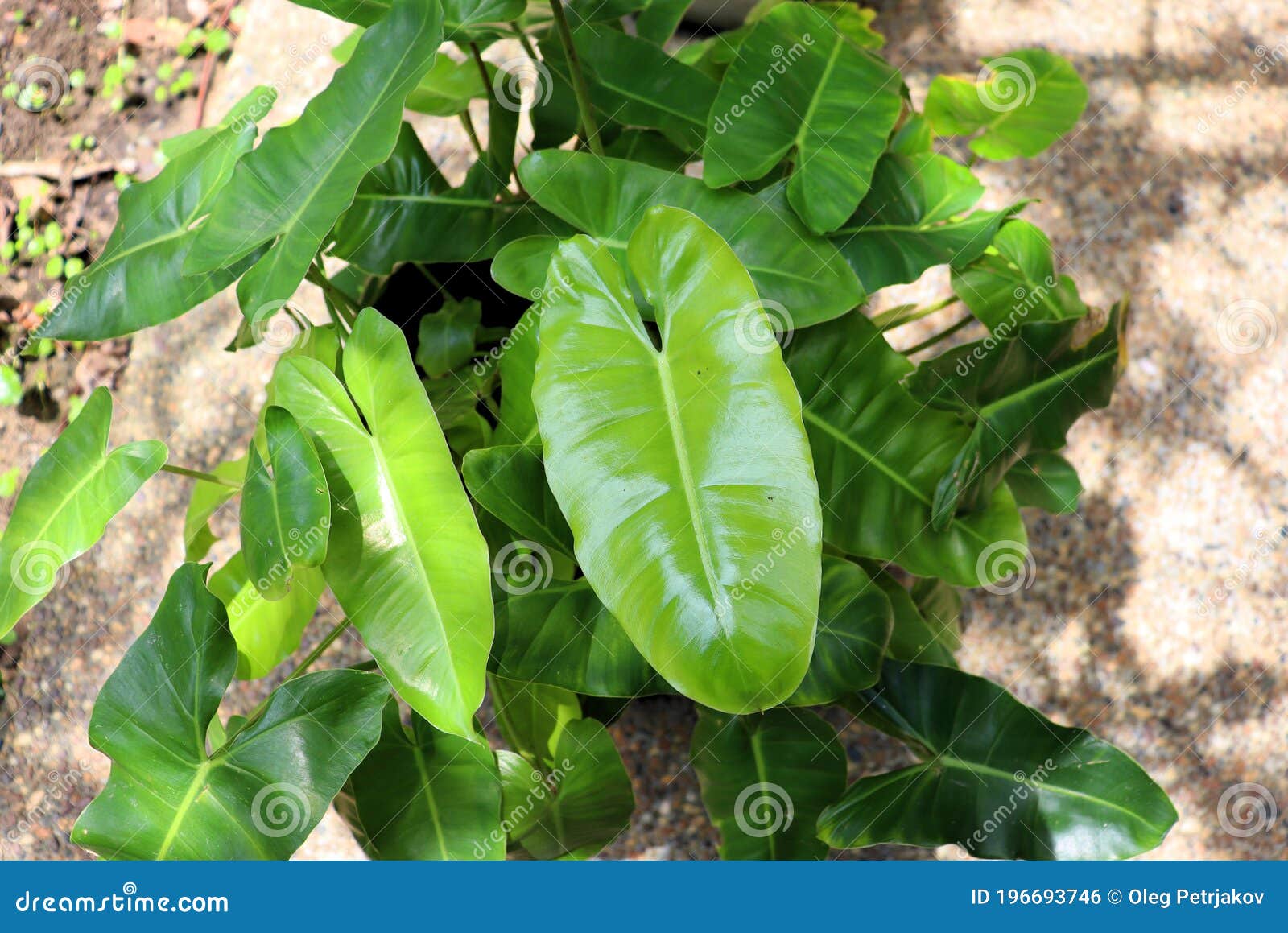 Amazing Rainforest Plants Leafy Background Stock Photo - Image of ...