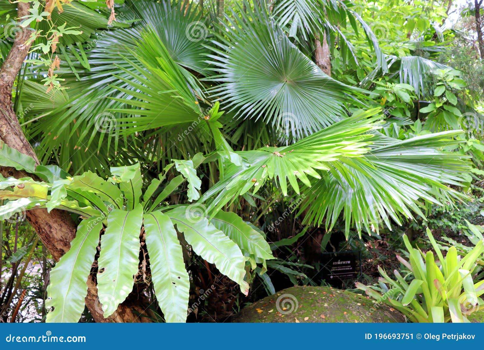Amazing Rainforest Plants Leafy Background Stock Image - Image of ...