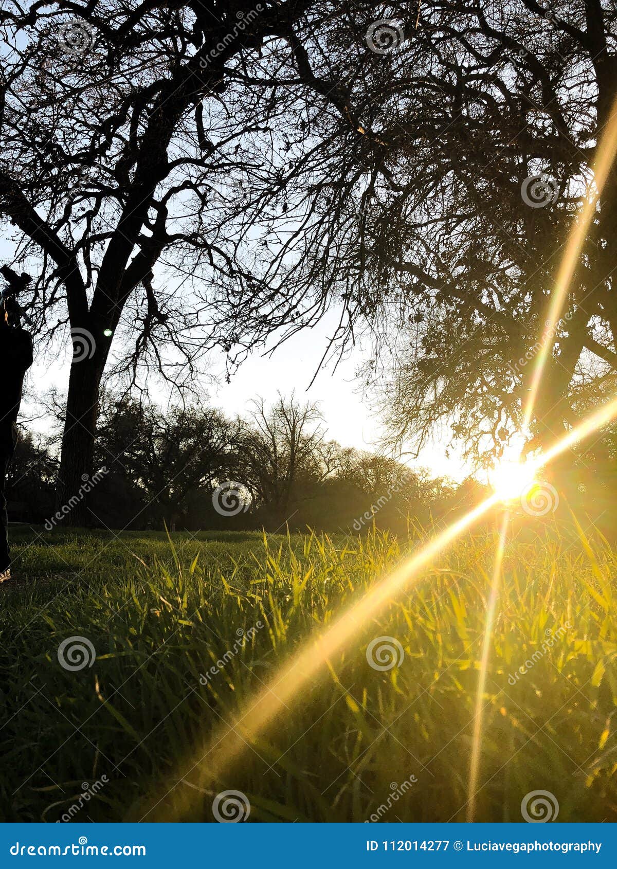 Amazing Rays of Sun during Sunset Stock Image - Image of parks, modesto ...