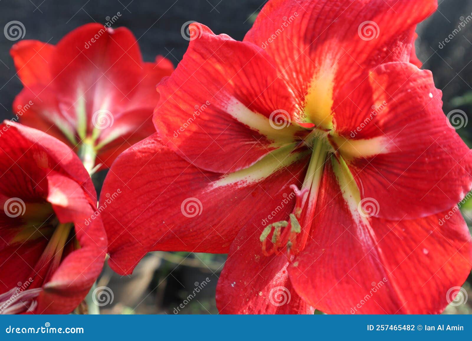Amazing Red Amarylis Beautiful Flower Stock Photo - Image of flower ...