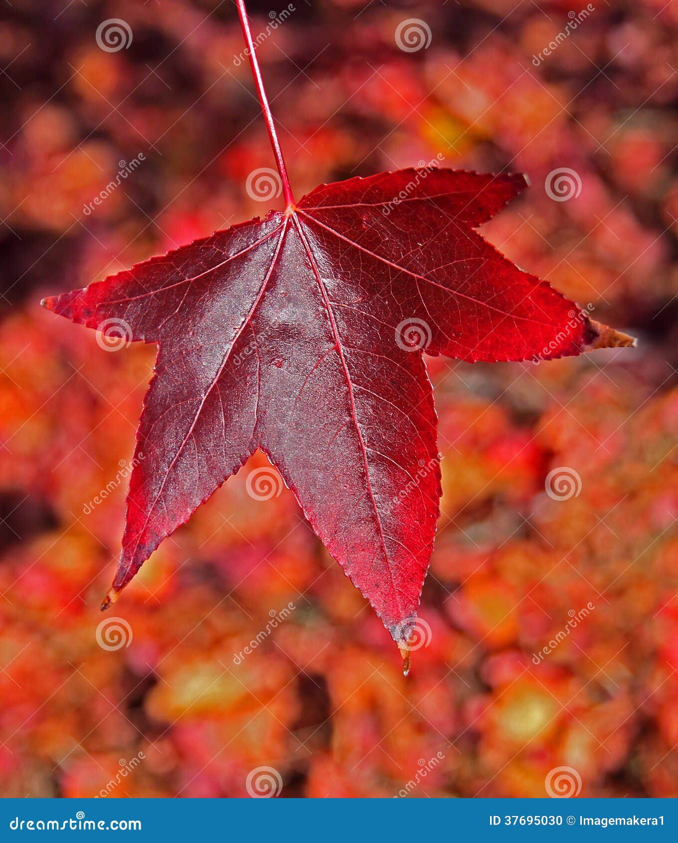 Amazing red autumn leaf stock photo. Image of macro, color - 37695030
