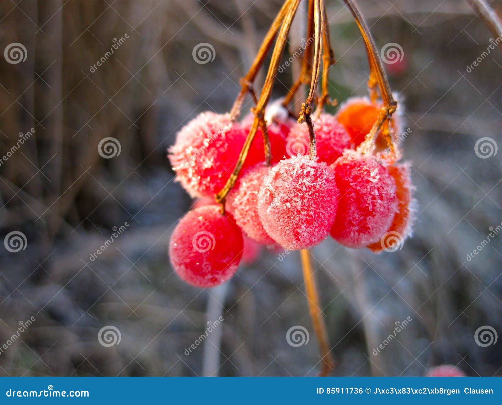 Amazing Red Berries in January Stock Photo - Image of january, frost ...