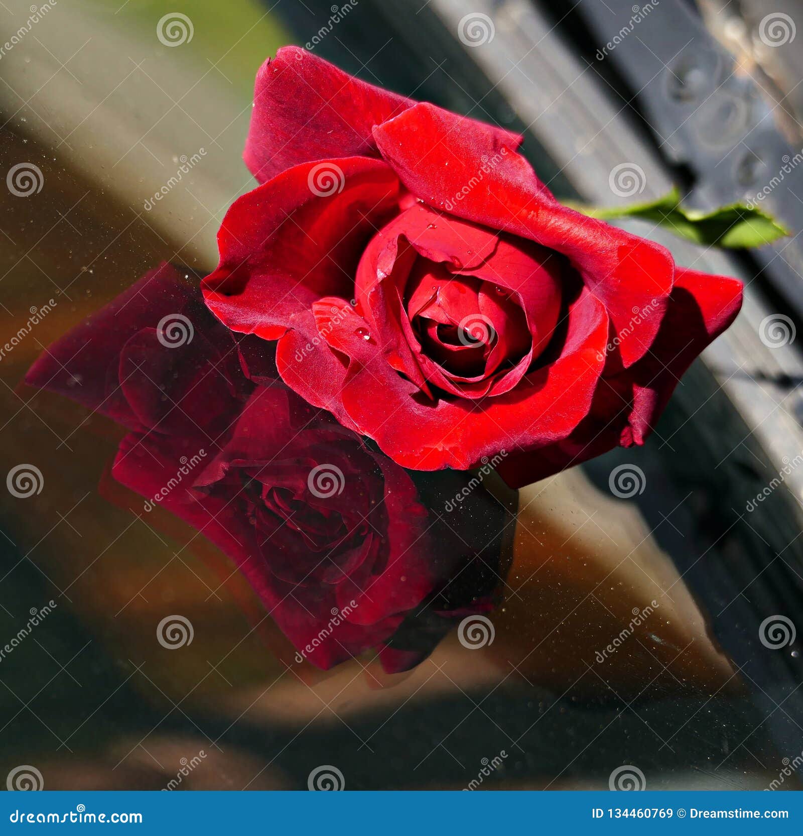 Amazing Red Roses with Beautiful Reflection Stock Image - Image of ...