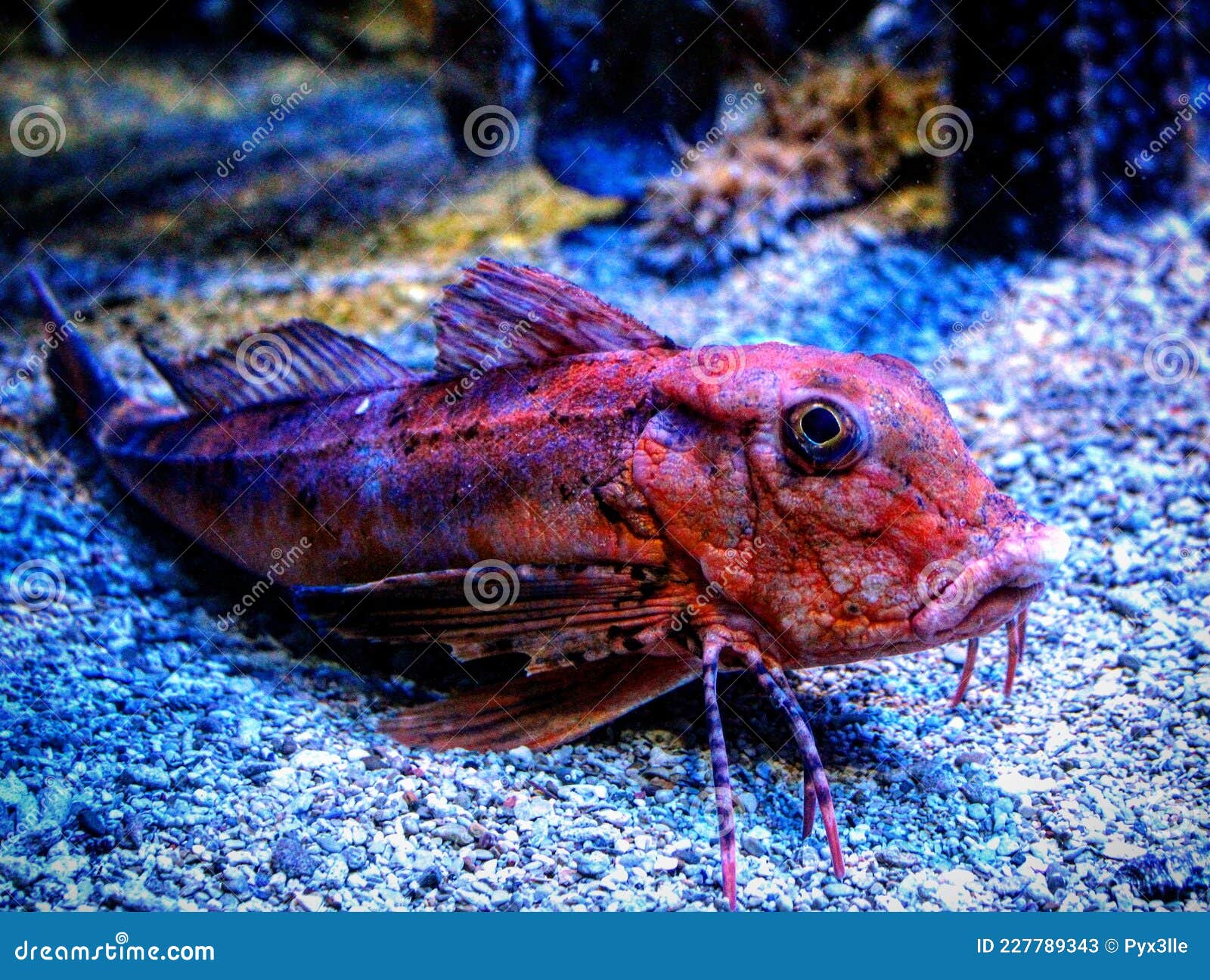 Amazing Red and Strange Fish Stock Image - Image of seafood, animal ...