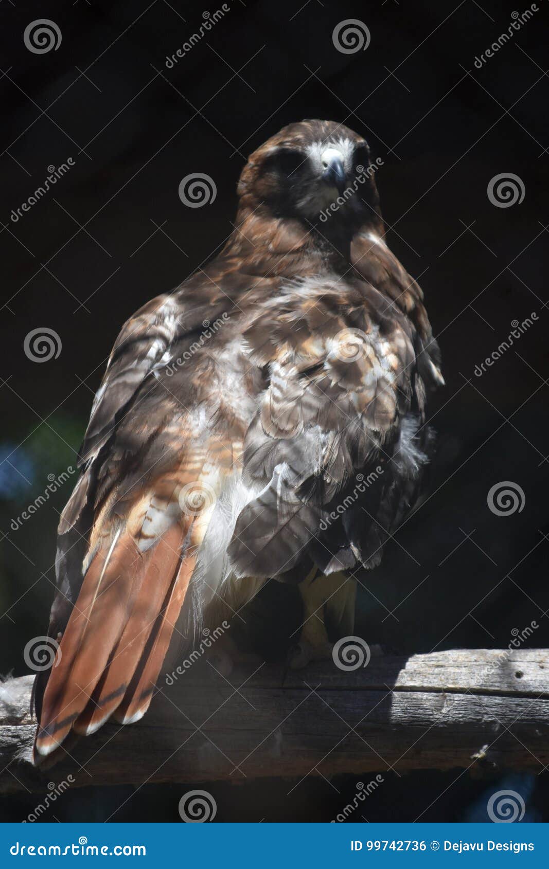 Amazing Red Tail Hawk in a Forest Stock Photo - Image of tailed, fowl ...
