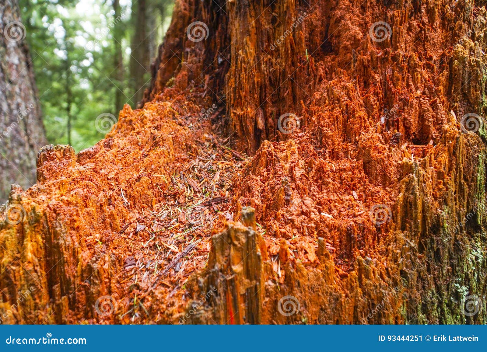 Western Red Cedar Thuja Plicata Donn Ex D.Don Or Pacific Red Cedar ...