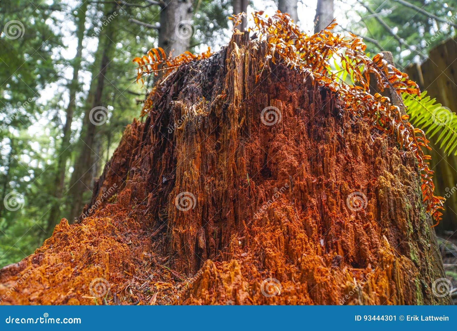 The Amazing Red Wood of the Western Red Cedar Tree Stock Image - Image ...