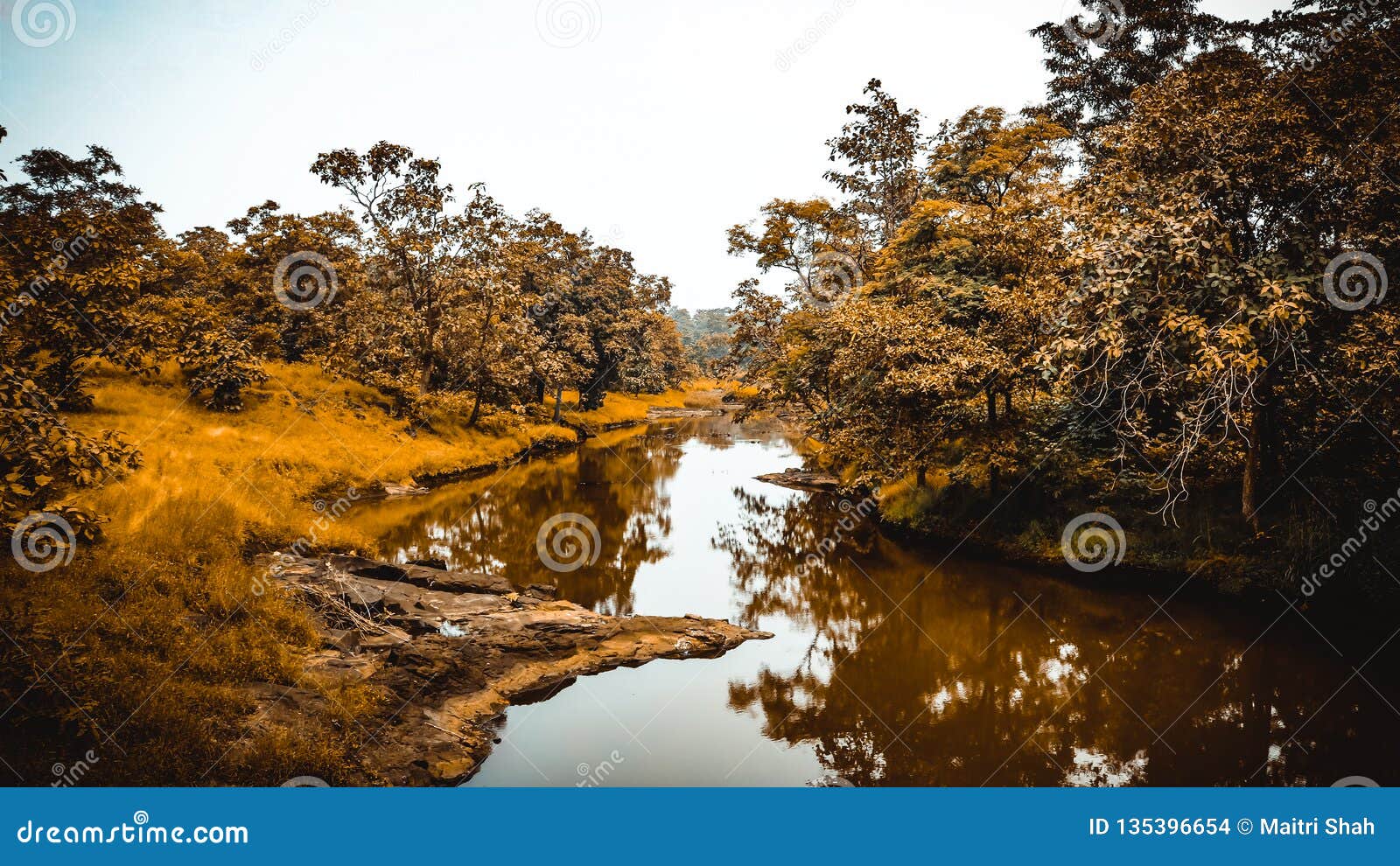Amazing Reflection in River in Forest Stock Photo - Image of misty ...