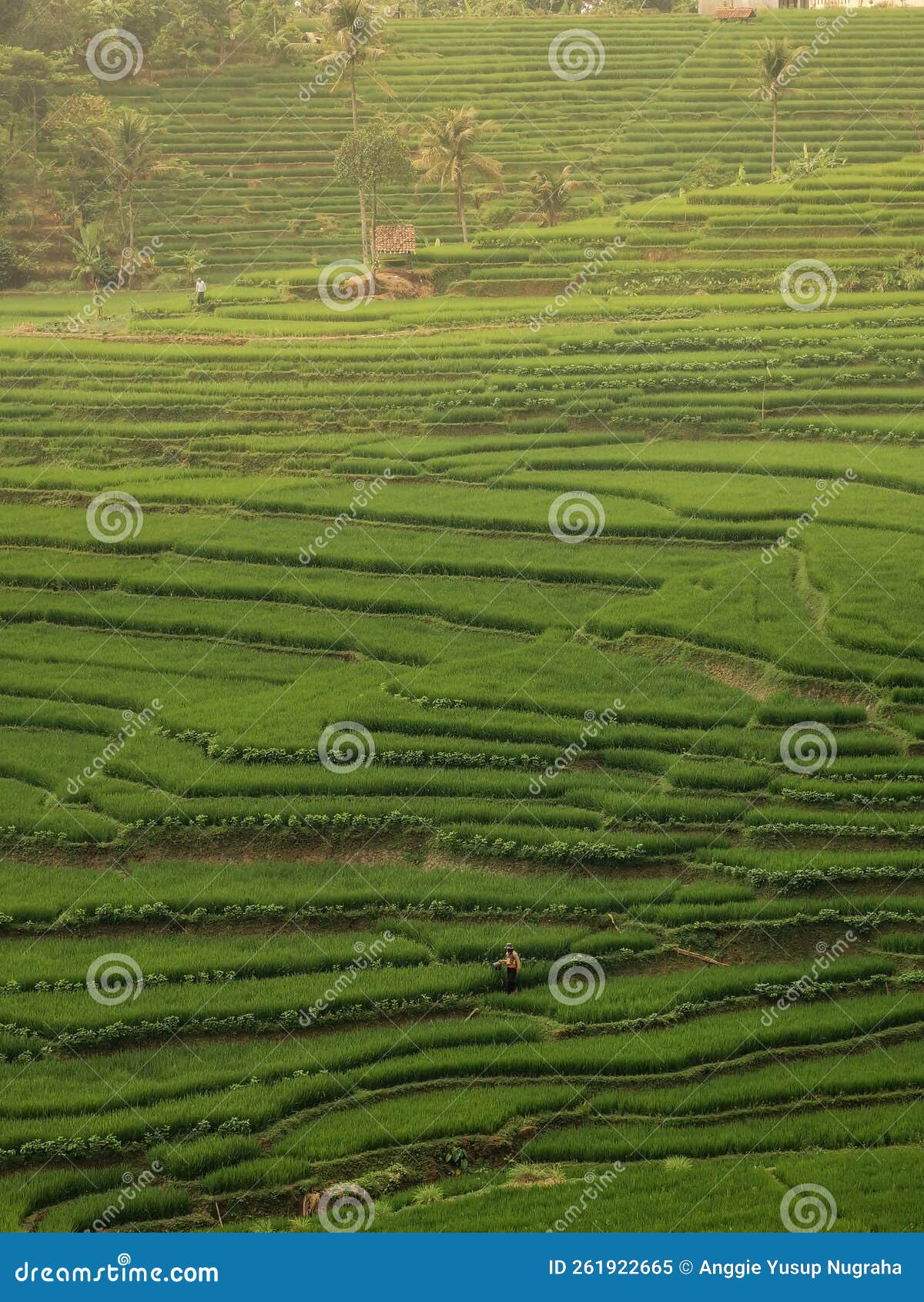 The amazing of rice field stock image. Image of agriculture - 261922665
