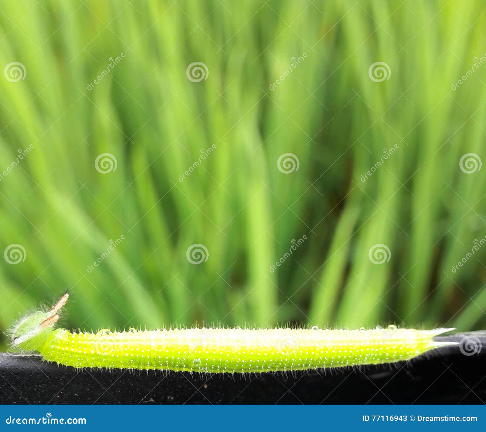 Amazing ricefield worm stock image. Image of worms, amazing - 77116943
