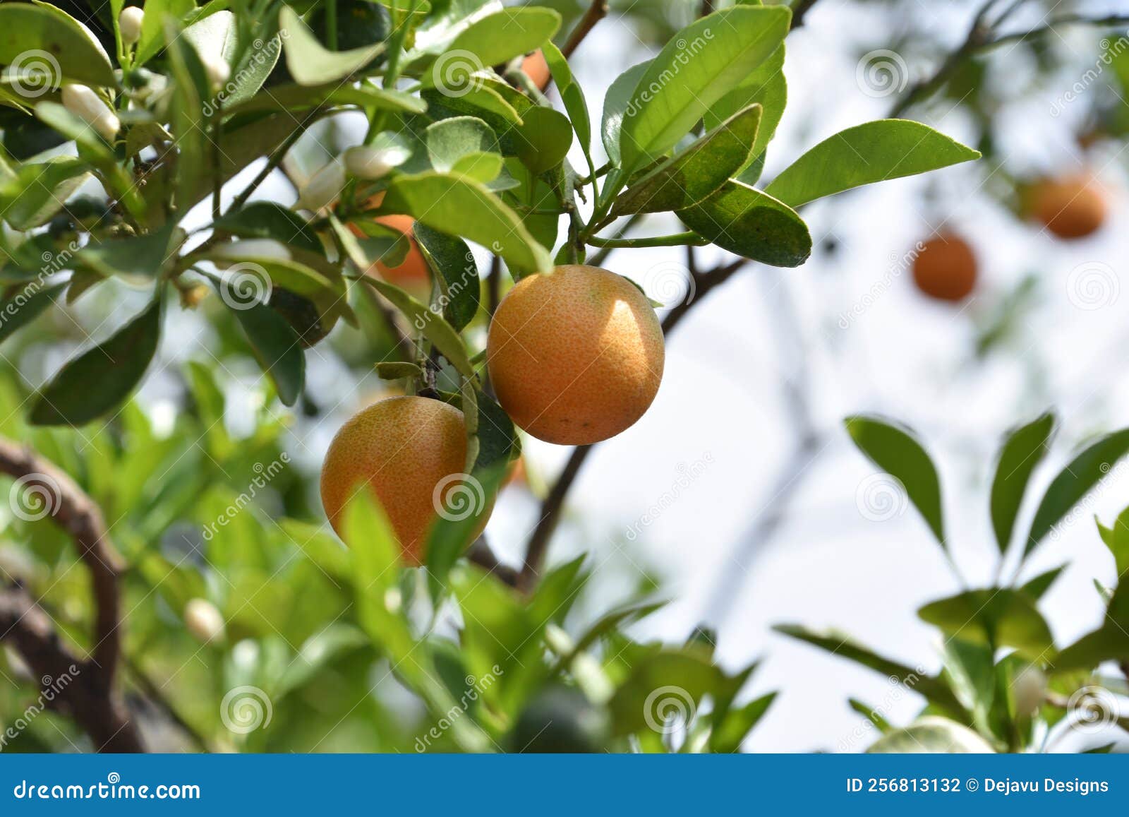 Amazing Ripening Calamondin Fruit on a Tree Stock Photo - Image of ...
