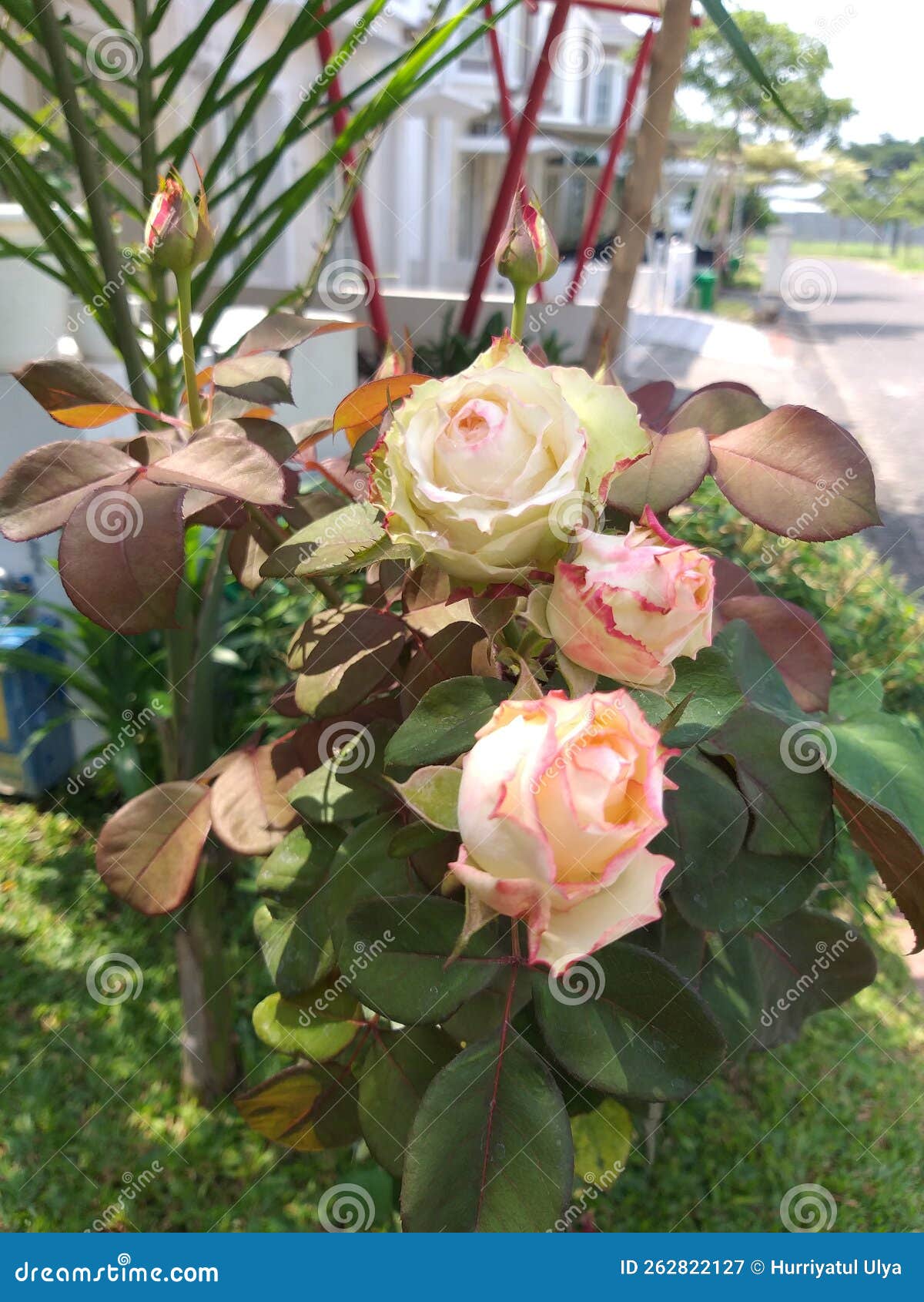 An Amazing Roses in a Garden Stock Image - Image of spring, flower ...