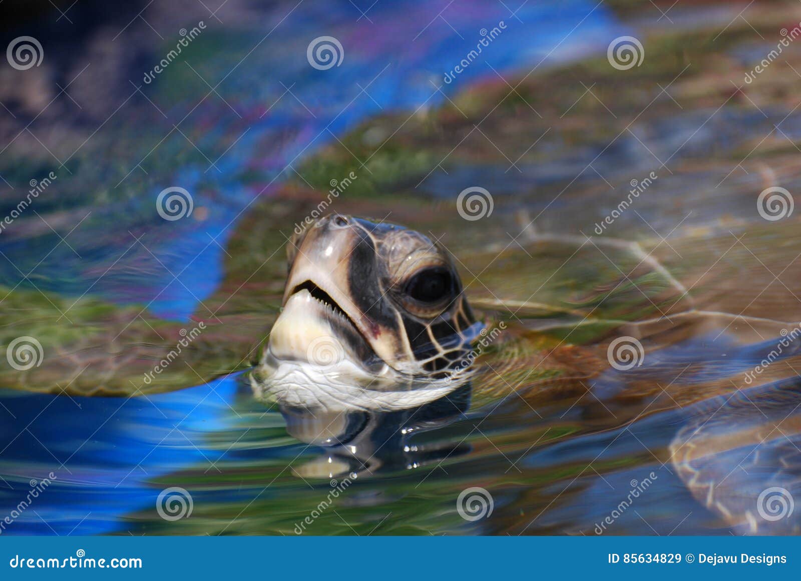 Amazing Sea Turtle Swimming with His Head Above the Water Stock Image ...