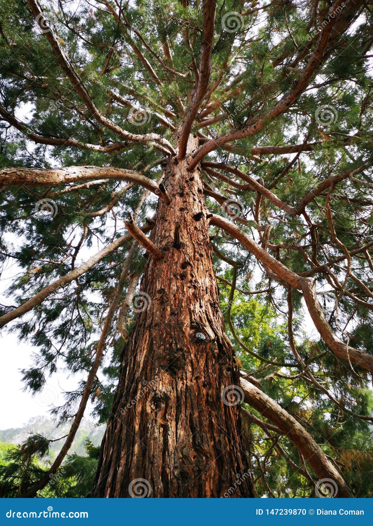 Sequoia tree stock photo. Image of plant, amazing, leaves - 147239870