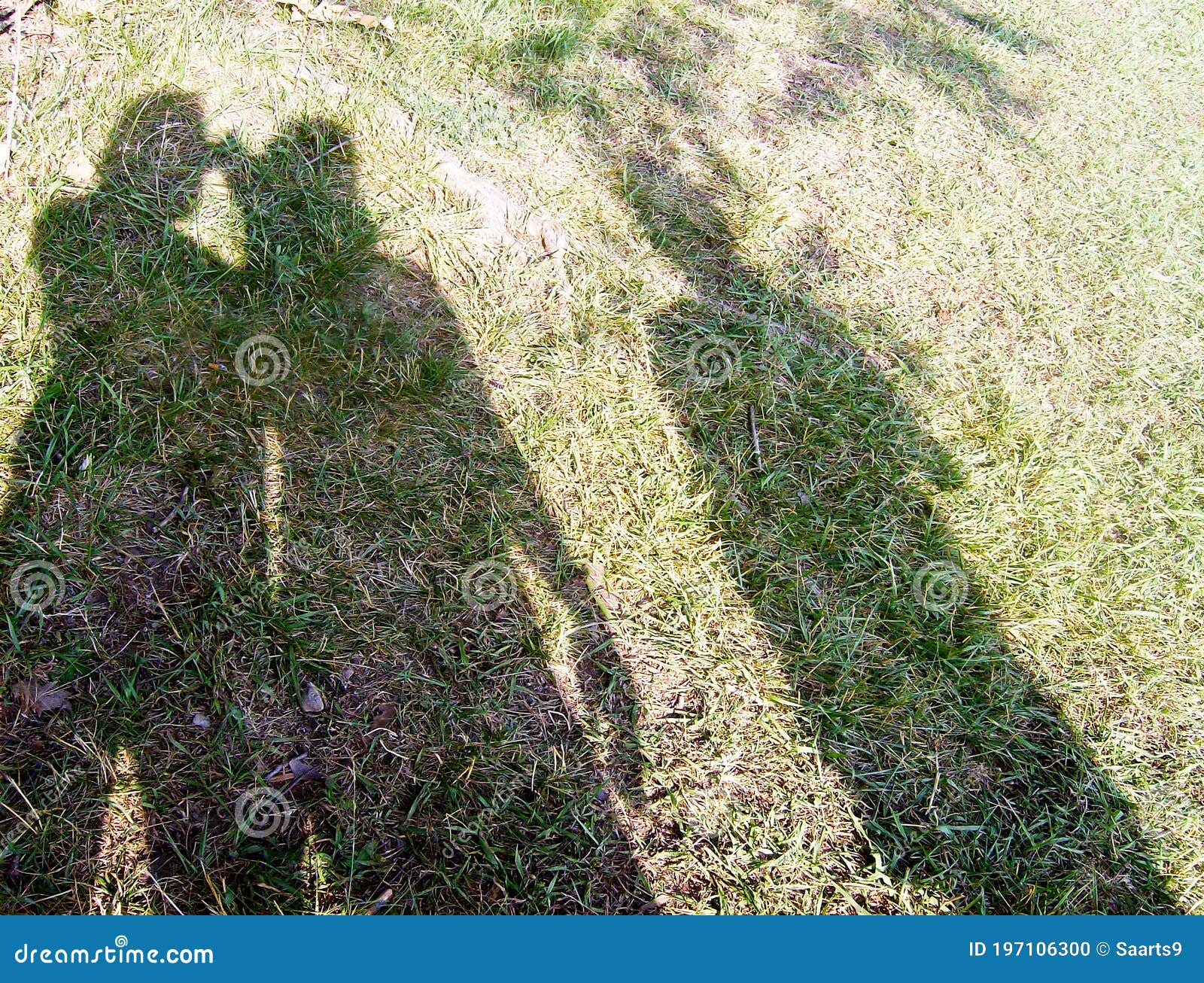 Shadow on the Grass stock photo. Image of nature, shadows - 197106300