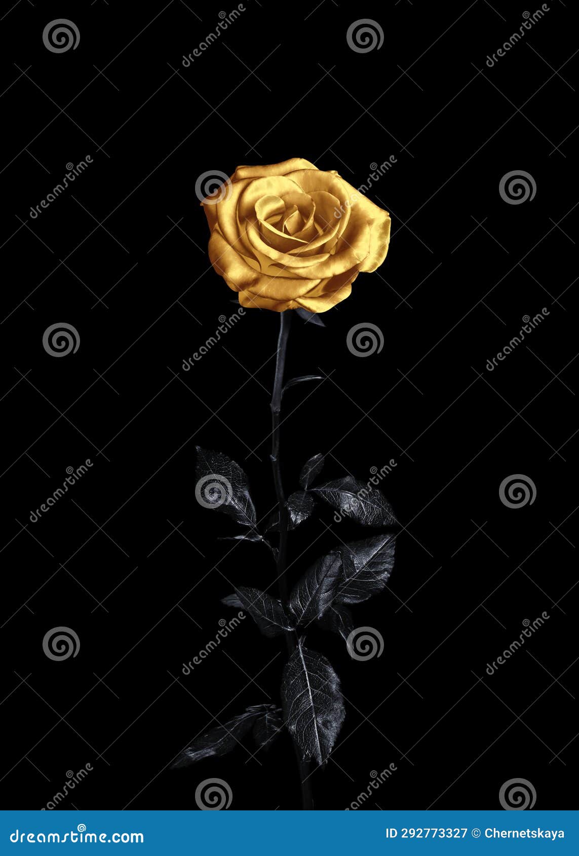 Amazing Shiny Golden Rose on Black Background Stock Illustration ...