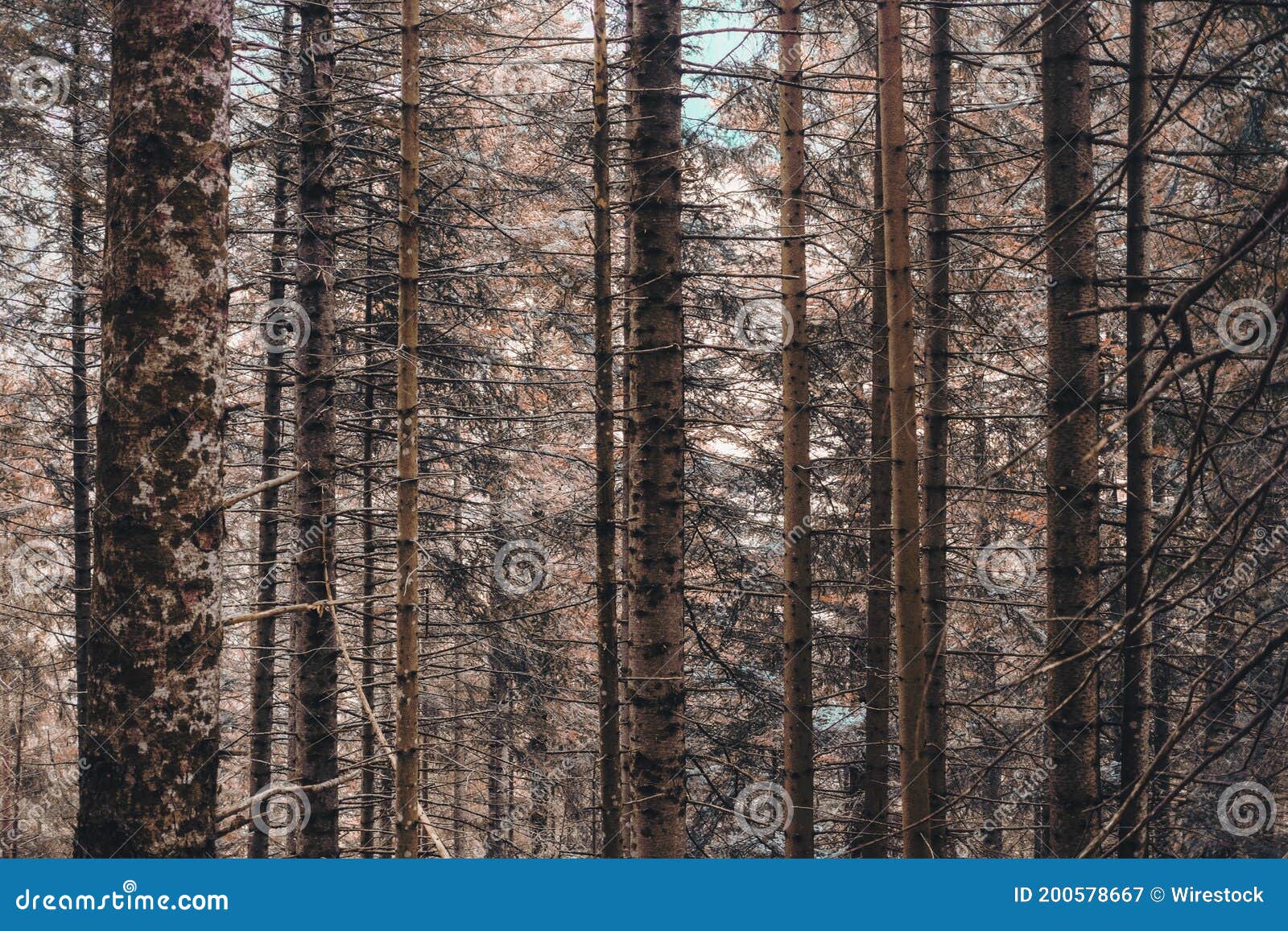 Amazing Shot of Bare Tall Fir Tree Thin Trunks in an Old-growth Forest ...
