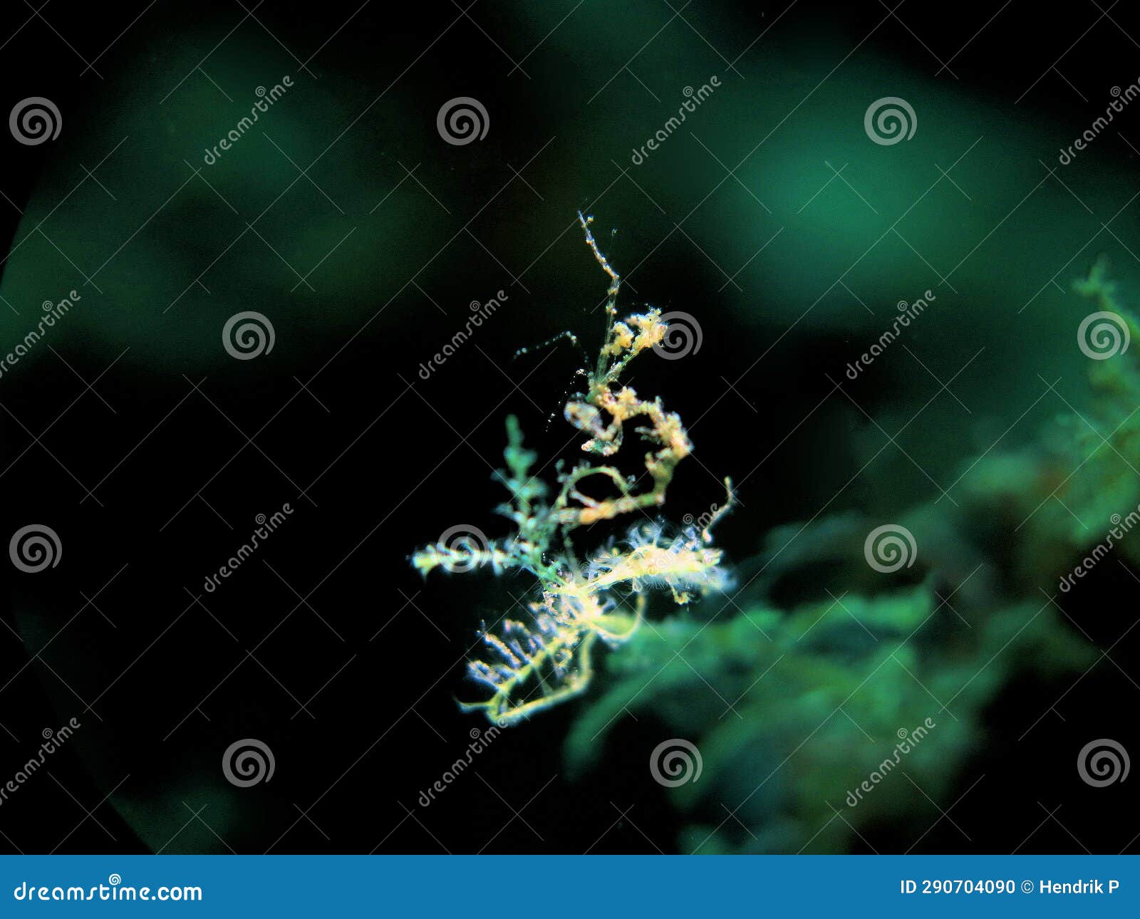 Another Pose Beutiful Shrimp Skeleton Stock Photo - Image of light ...
