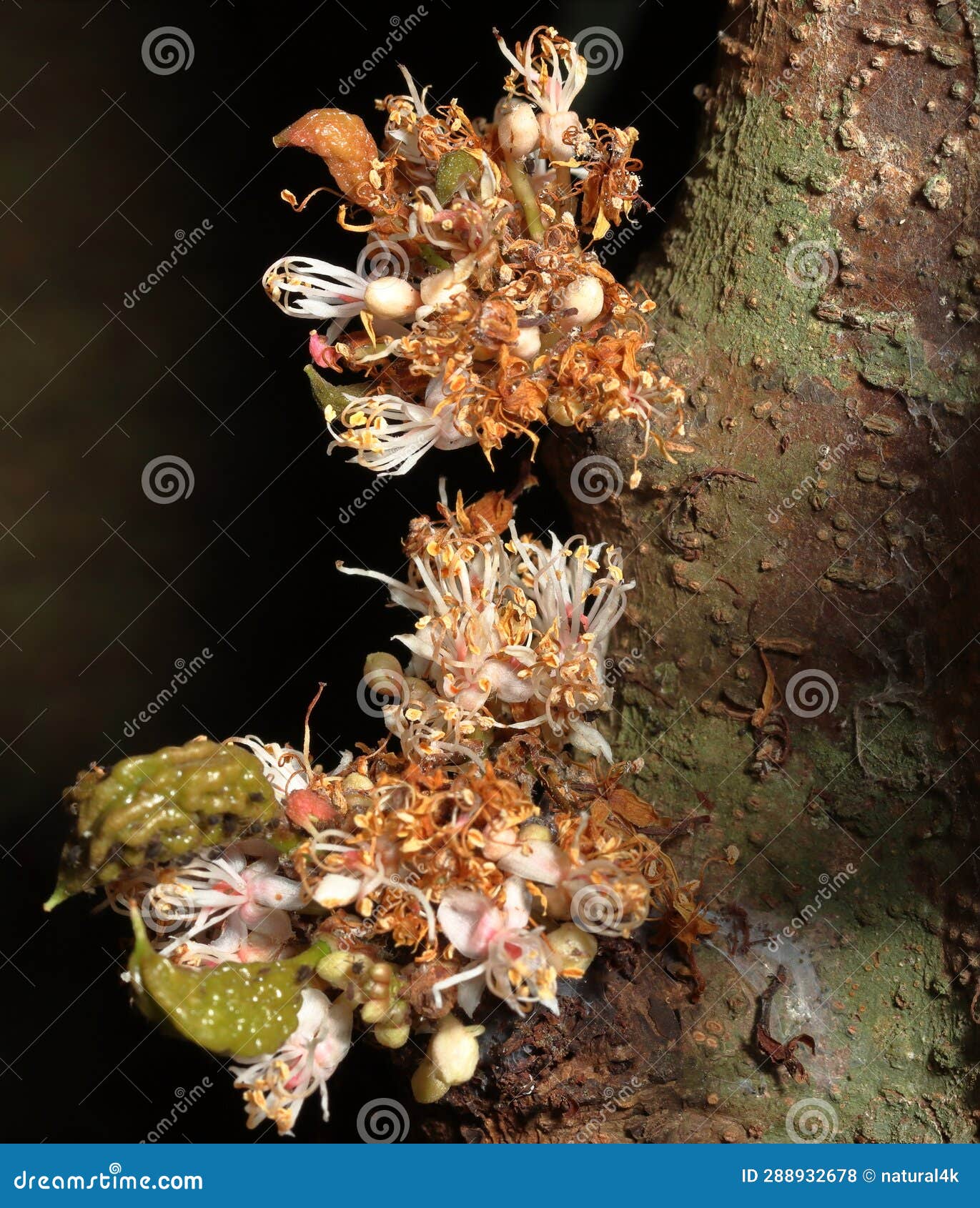 Nature Flowers of Growth from the Tree Trunk Stock Photo - Image of ...