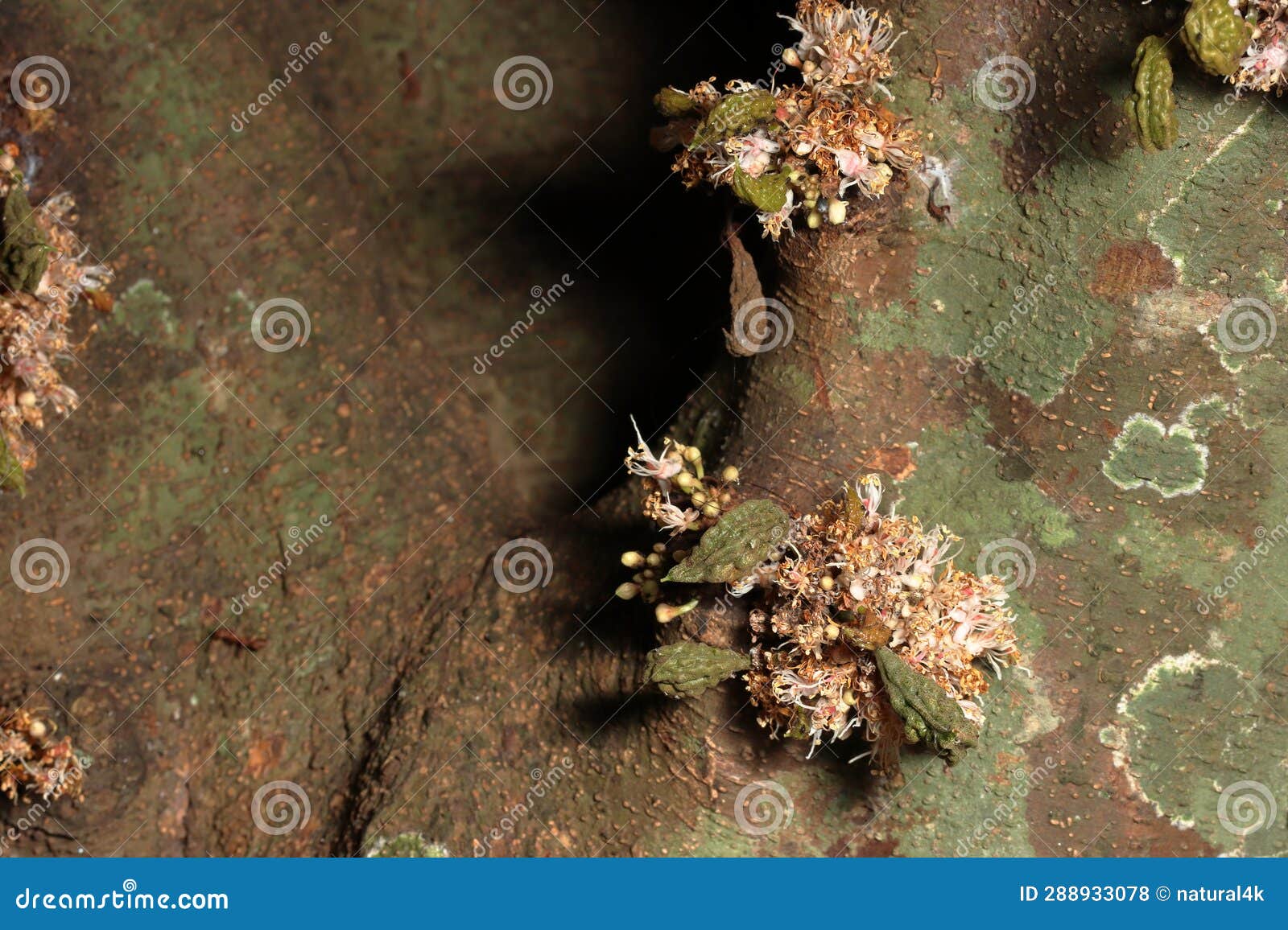 Nature Flowers of Growth from the Tree Trunk Stock Photo - Image of ...