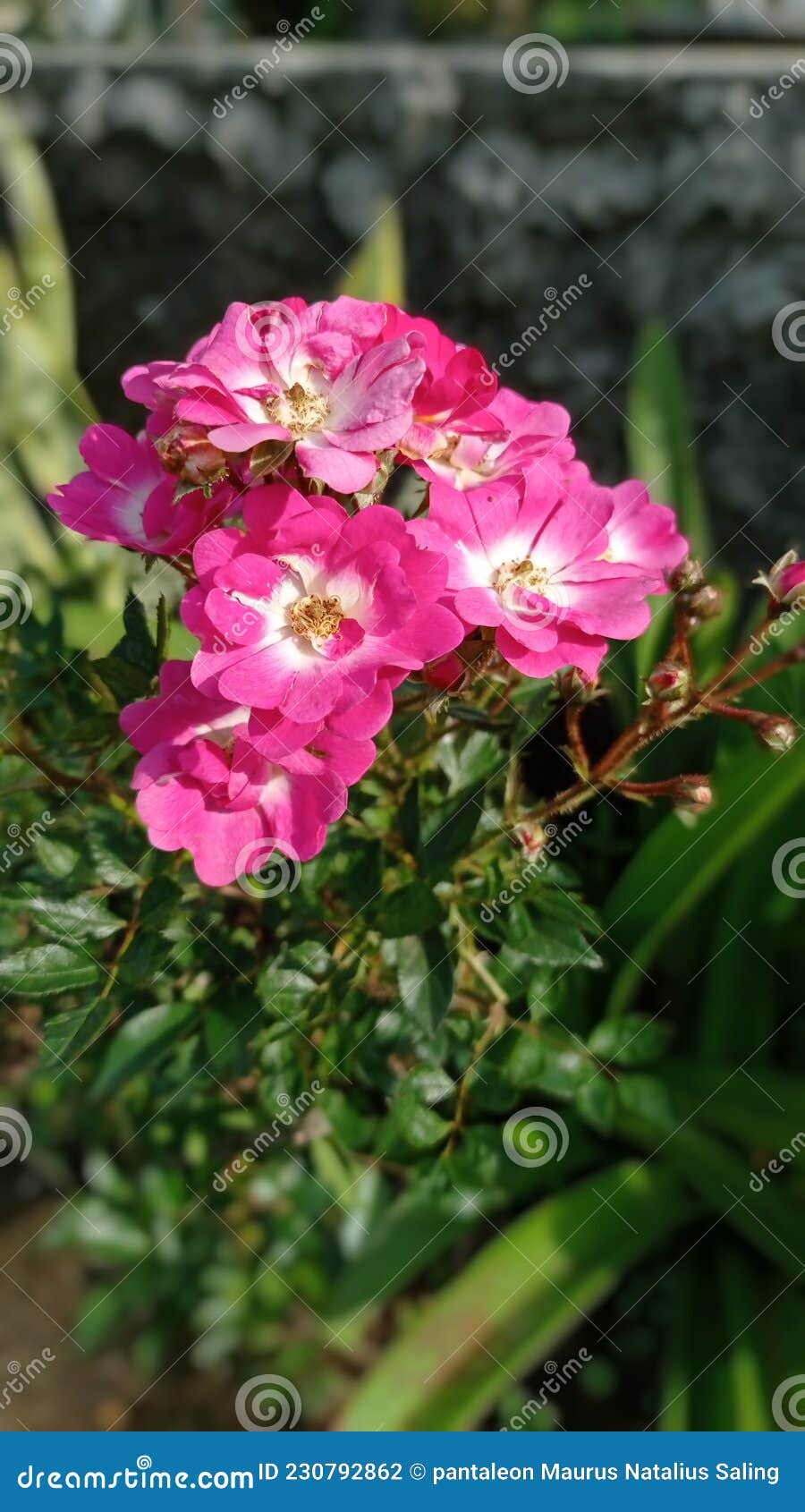 Amazing small pink roses stock photo. Image of tree - 230792862