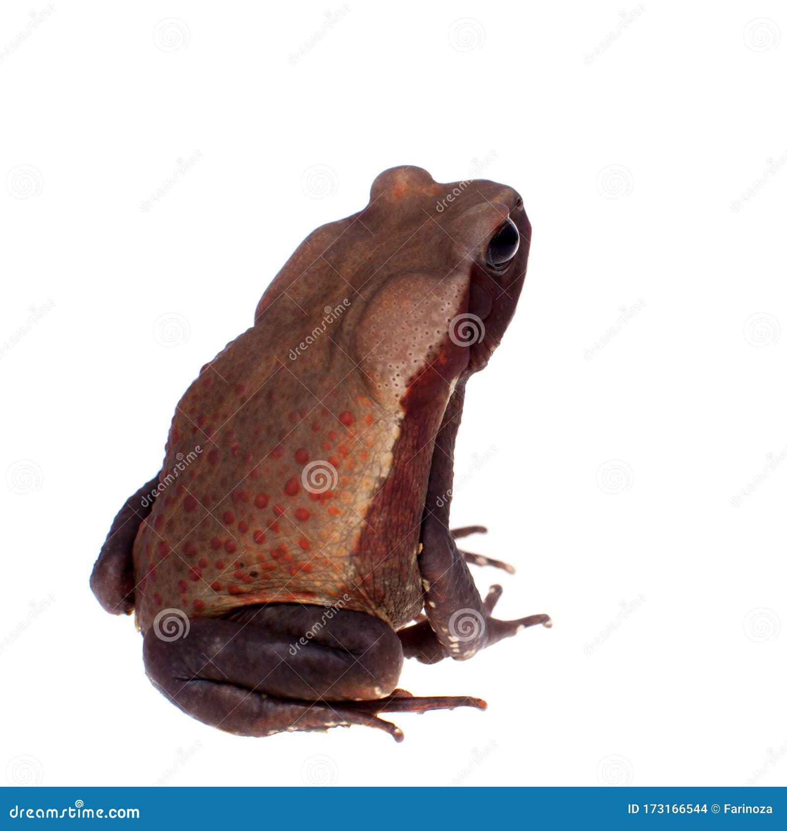 Sapo Dorado Royalty-Free Stock Image | CartoonDealer.com #24079426